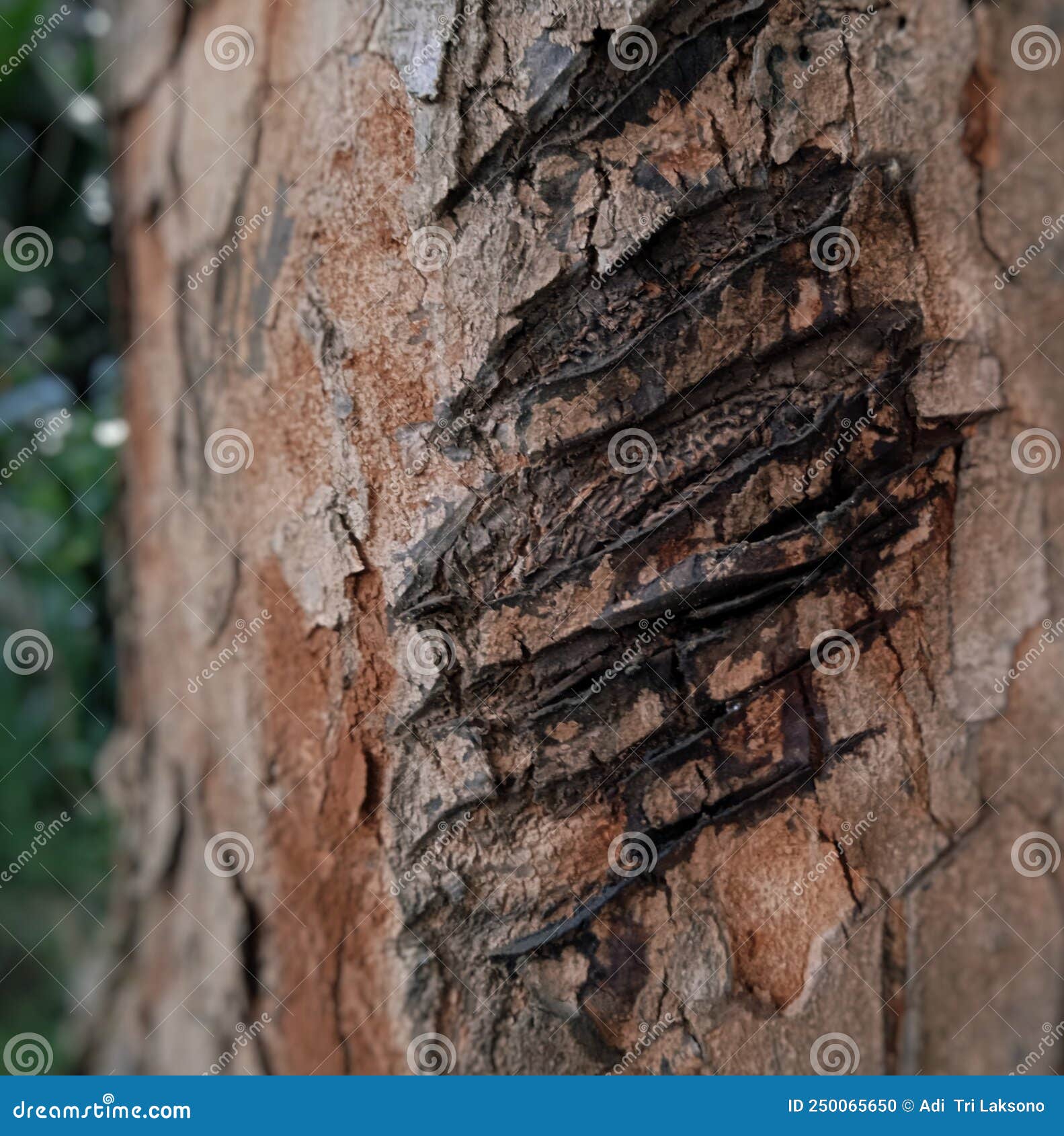 Claw-shaped Scratch on an Old Tree Stock Photo - Image of claw, leaf ...