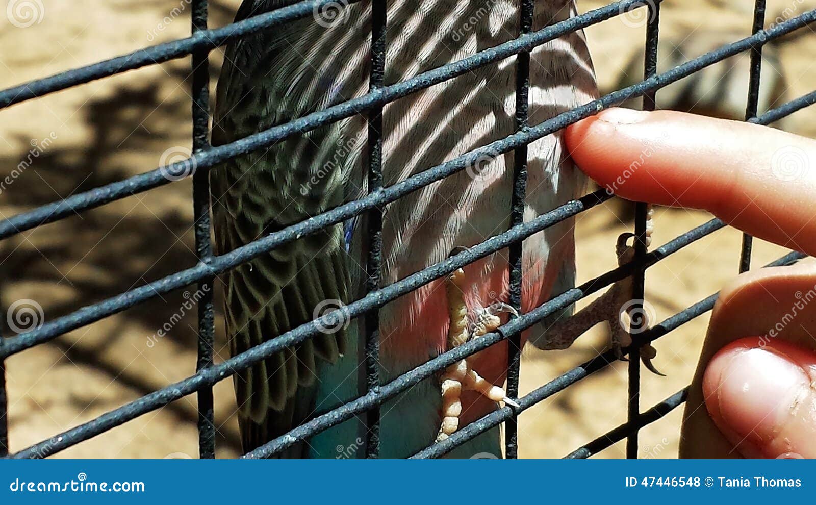 Scratching a birds belly stock photo. Image of grey, yellow - 47446548