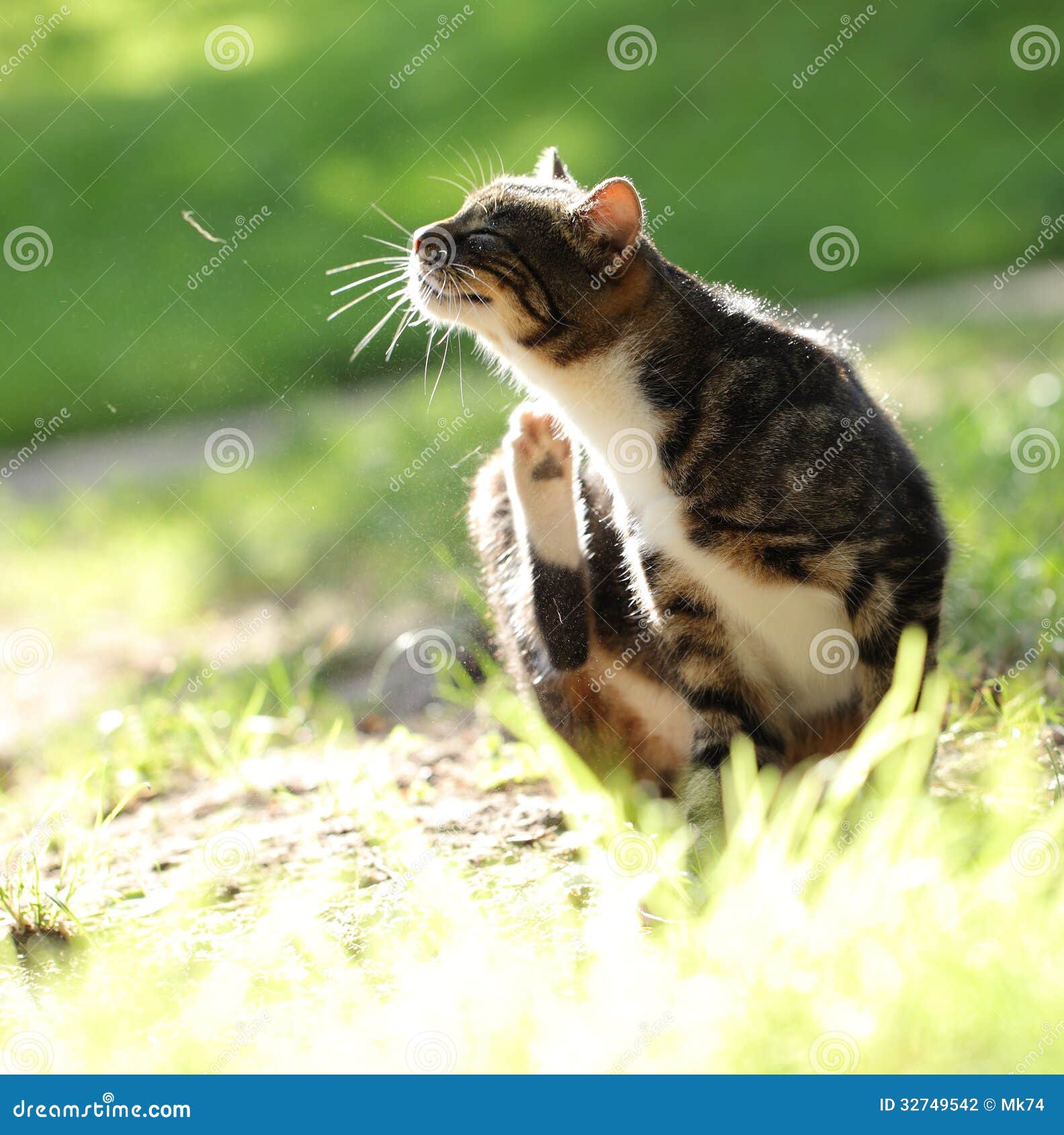 Scratching cat stock photo. Image of animal, kitty, square - 32749542