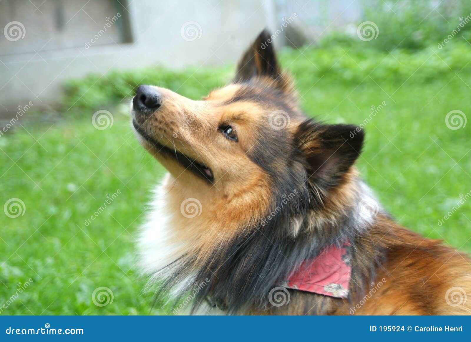 Scratching Dog stock photo. Image of shetlands, lassie - 195924