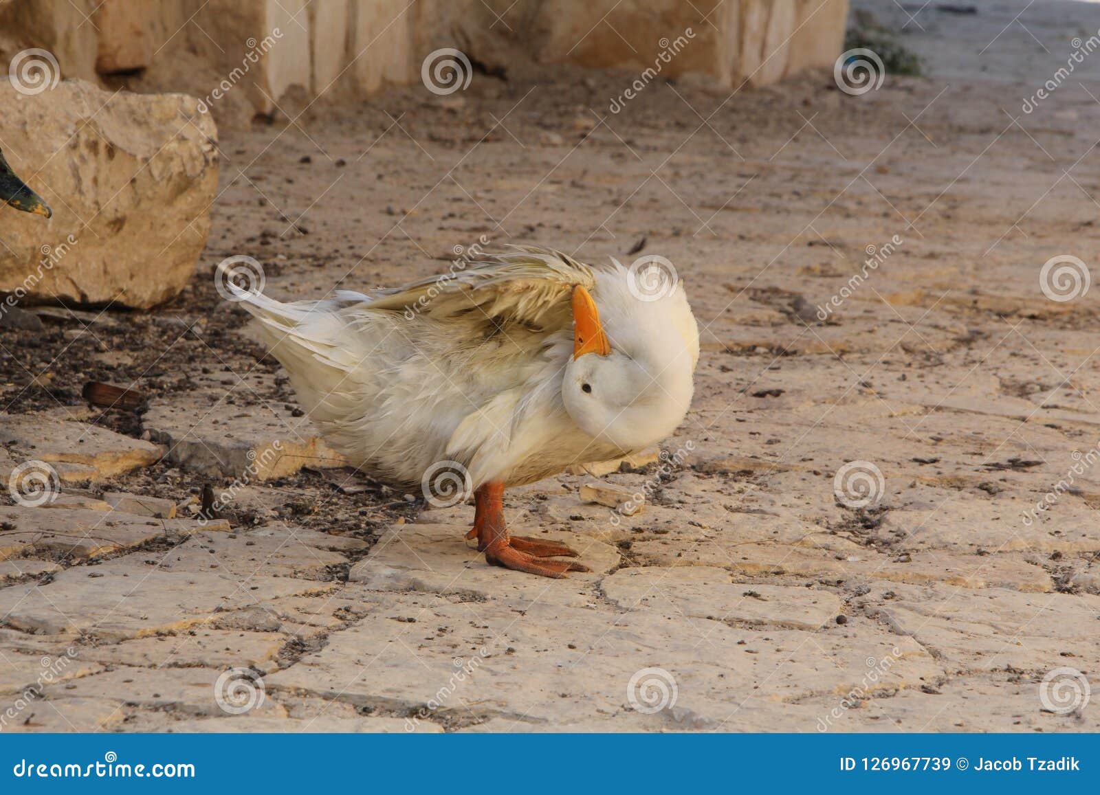 Scratching Head Duck, Dana Reserve, Jordan Stock Image - Image of ...