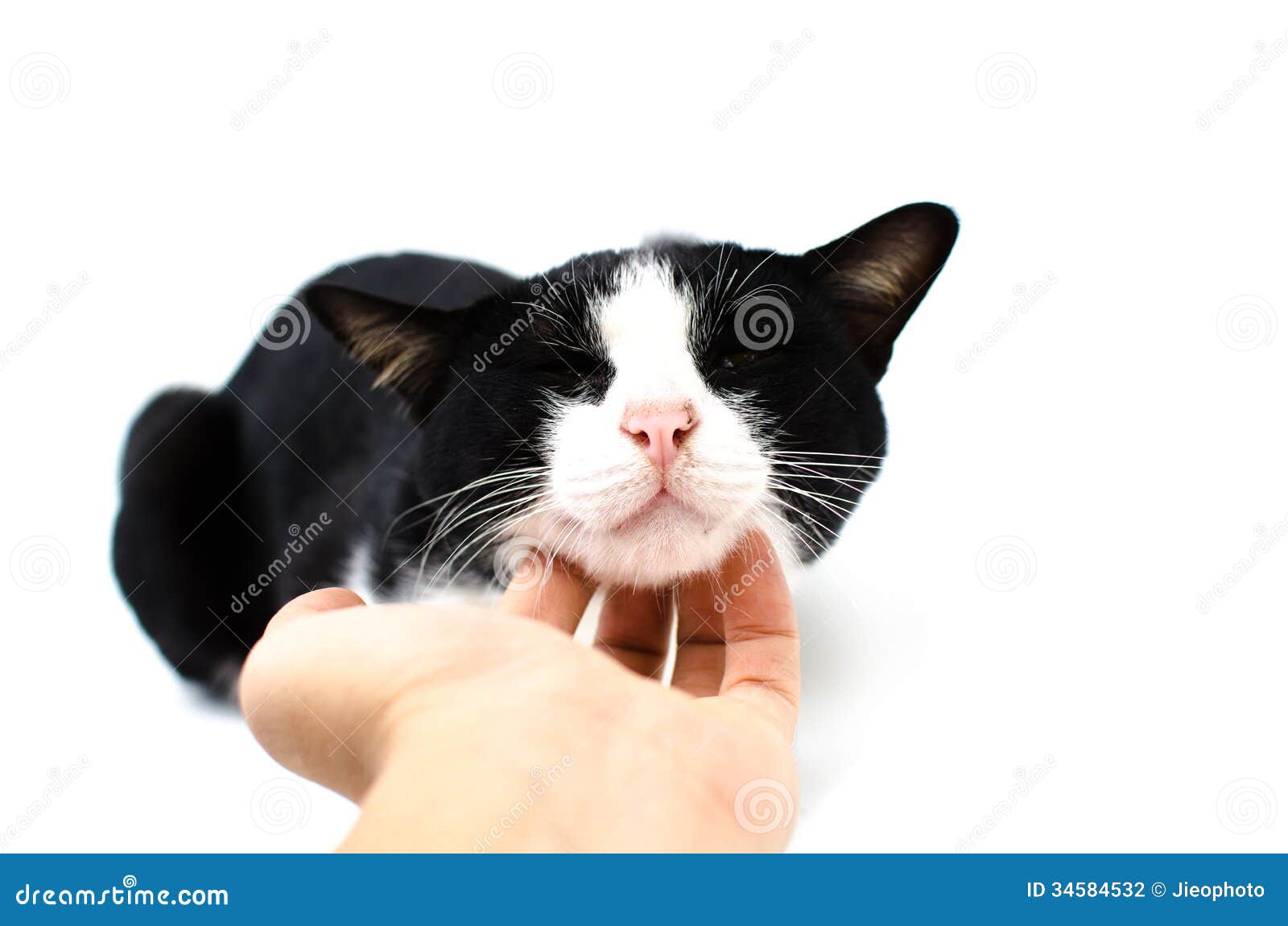 Scratching His Chin, Playing with Cats. Stock Photo - Image of funny ...