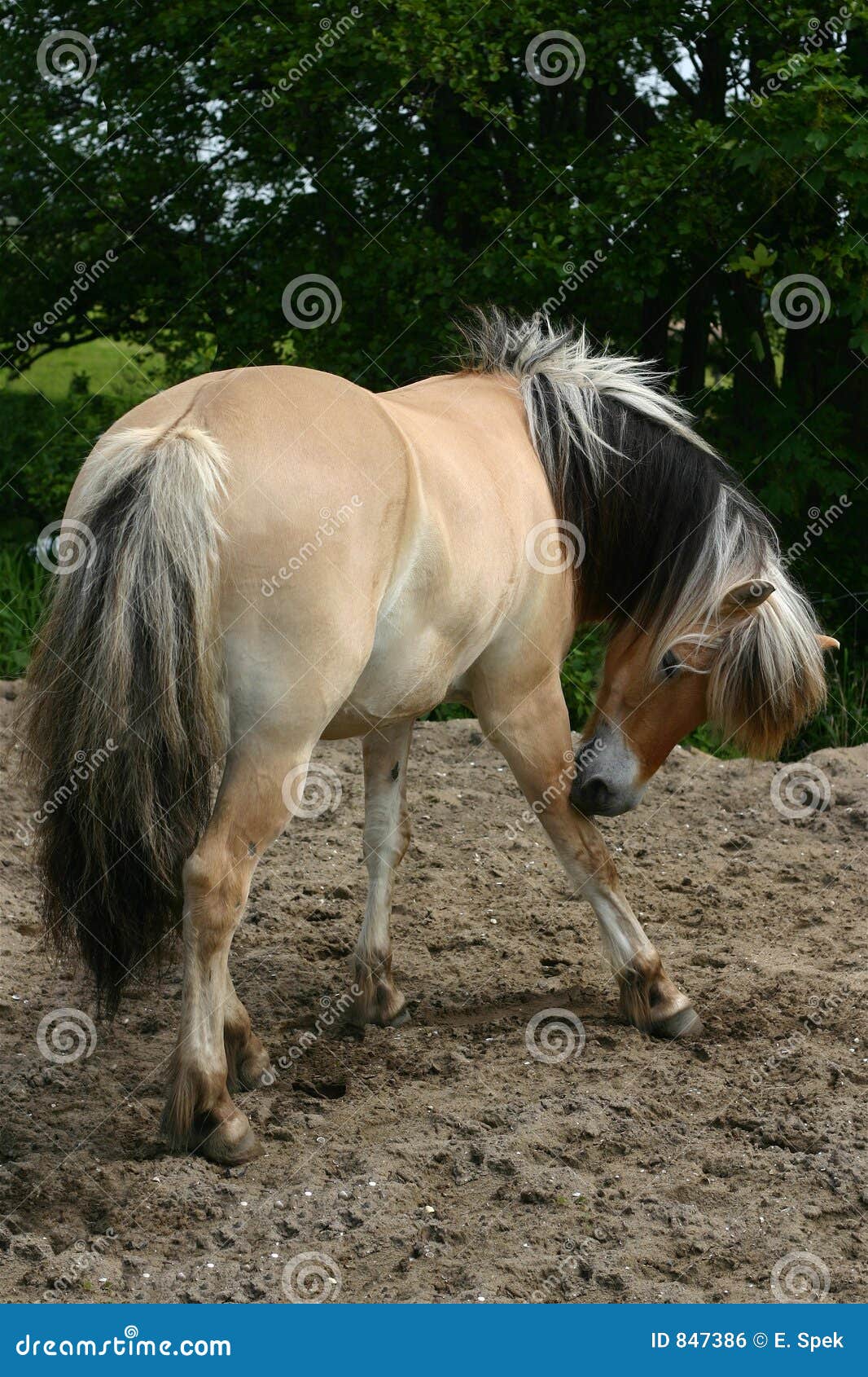 Scratching horse stock photo. Image of horses, horsehead - 847386