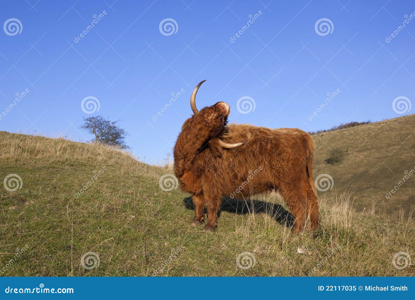 Scratching an itch stock image. Image of landscape, mammals - 22117035