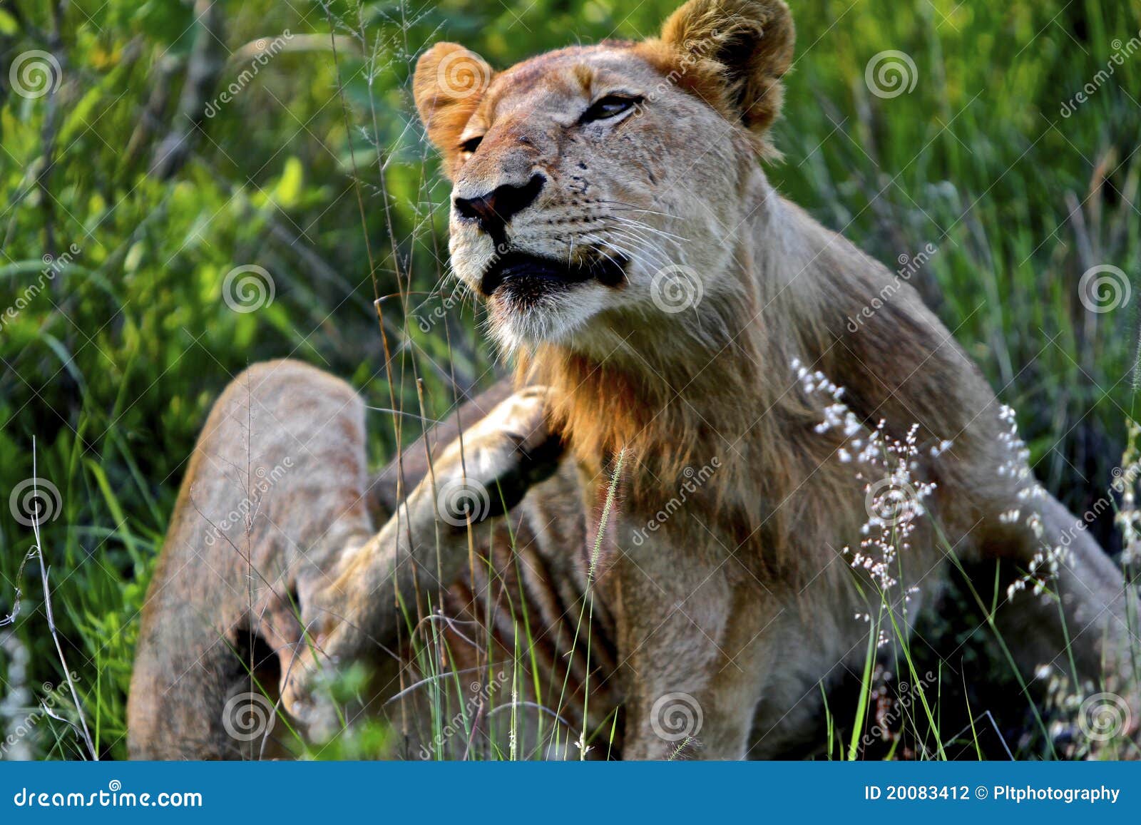 Scratching Lion stock photo. Image of claws, hind, fierce - 20083412