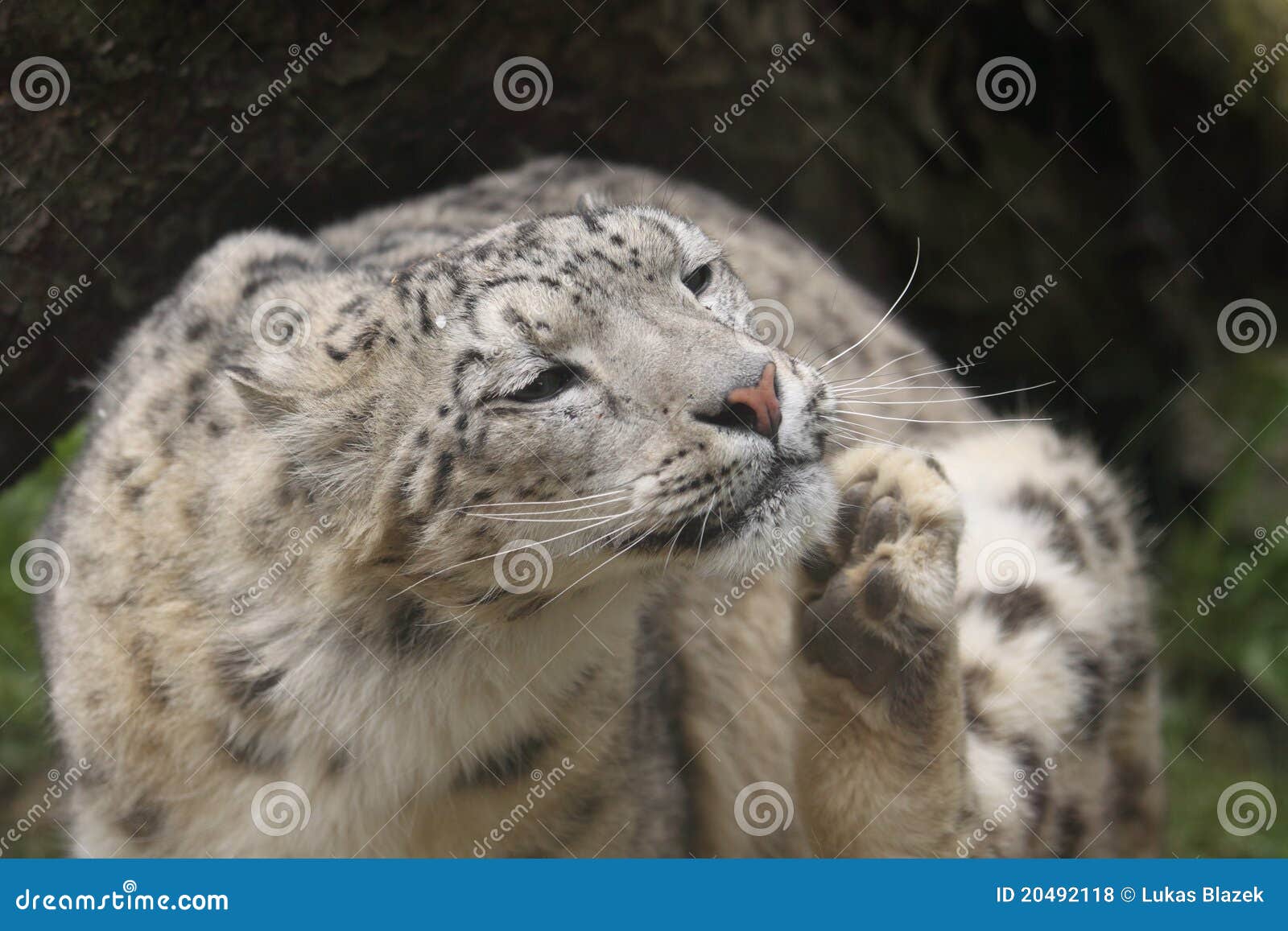 Scratching snow leopard stock photo. Image of czech, uncia - 20492118