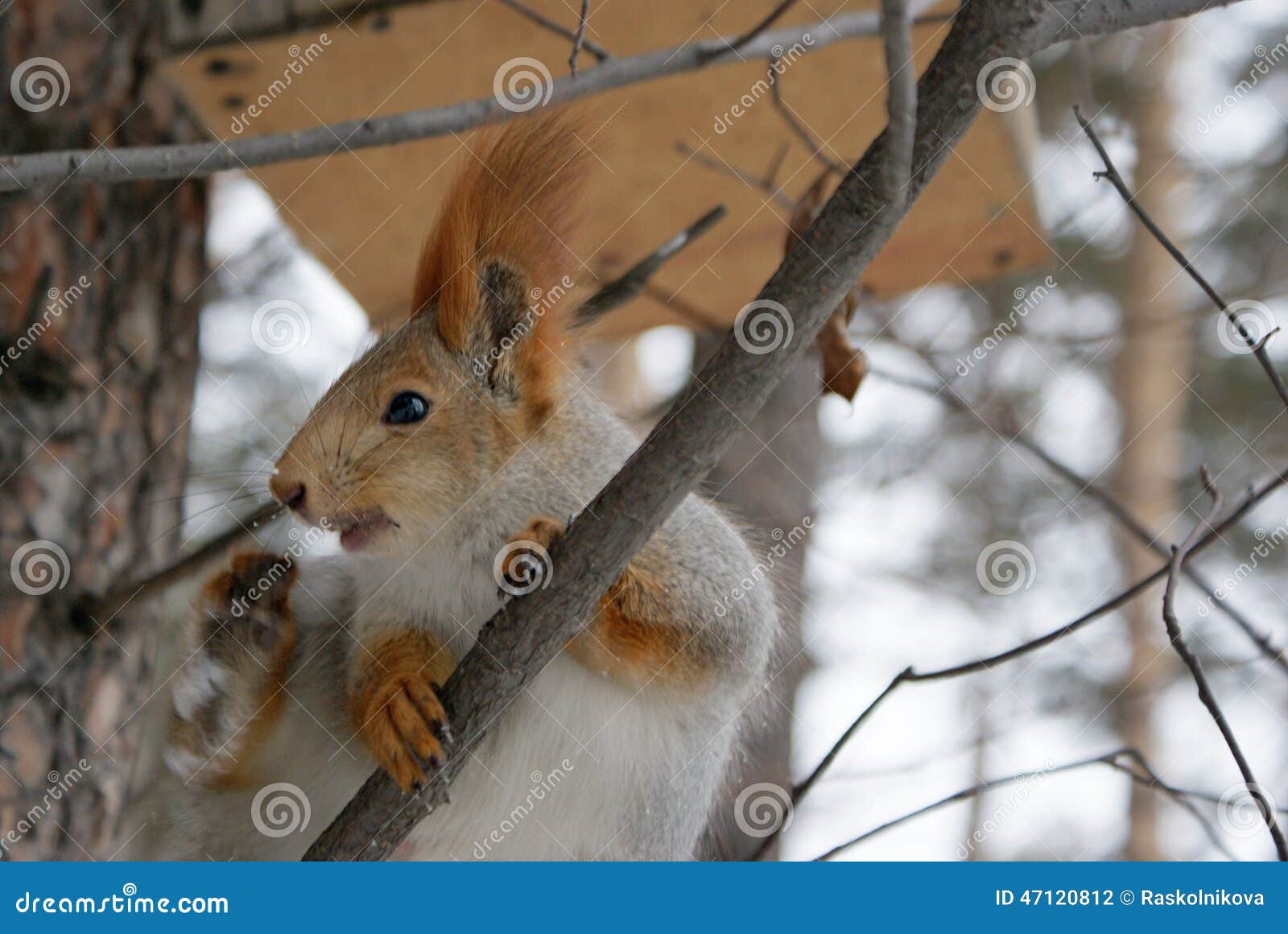 The Scratching Squirrel on a Tree Stock Photo - Image of forest, nuts ...
