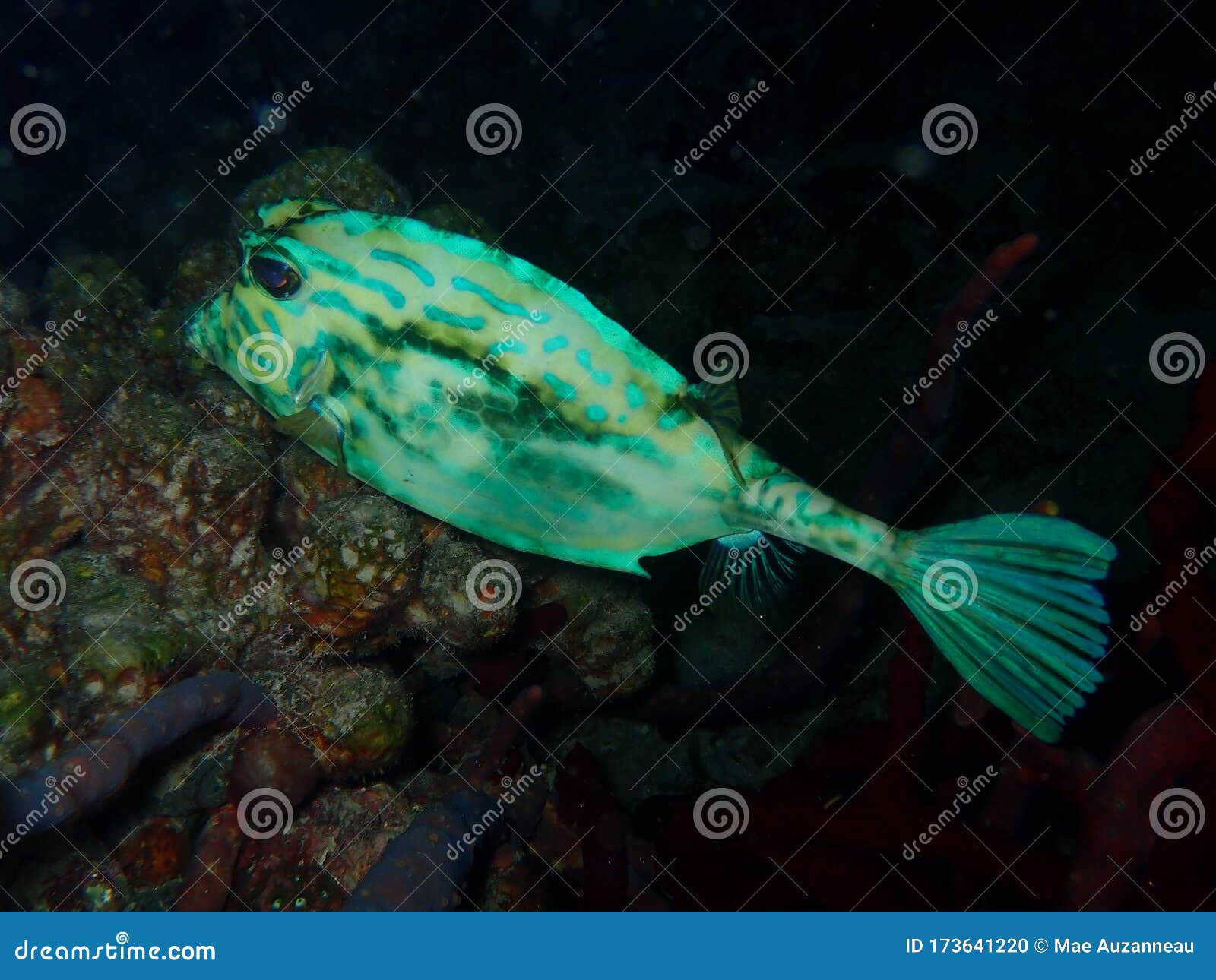 Scrawled Cow Fish Night Deep Stock Photo - Image of scrawled, deep ...