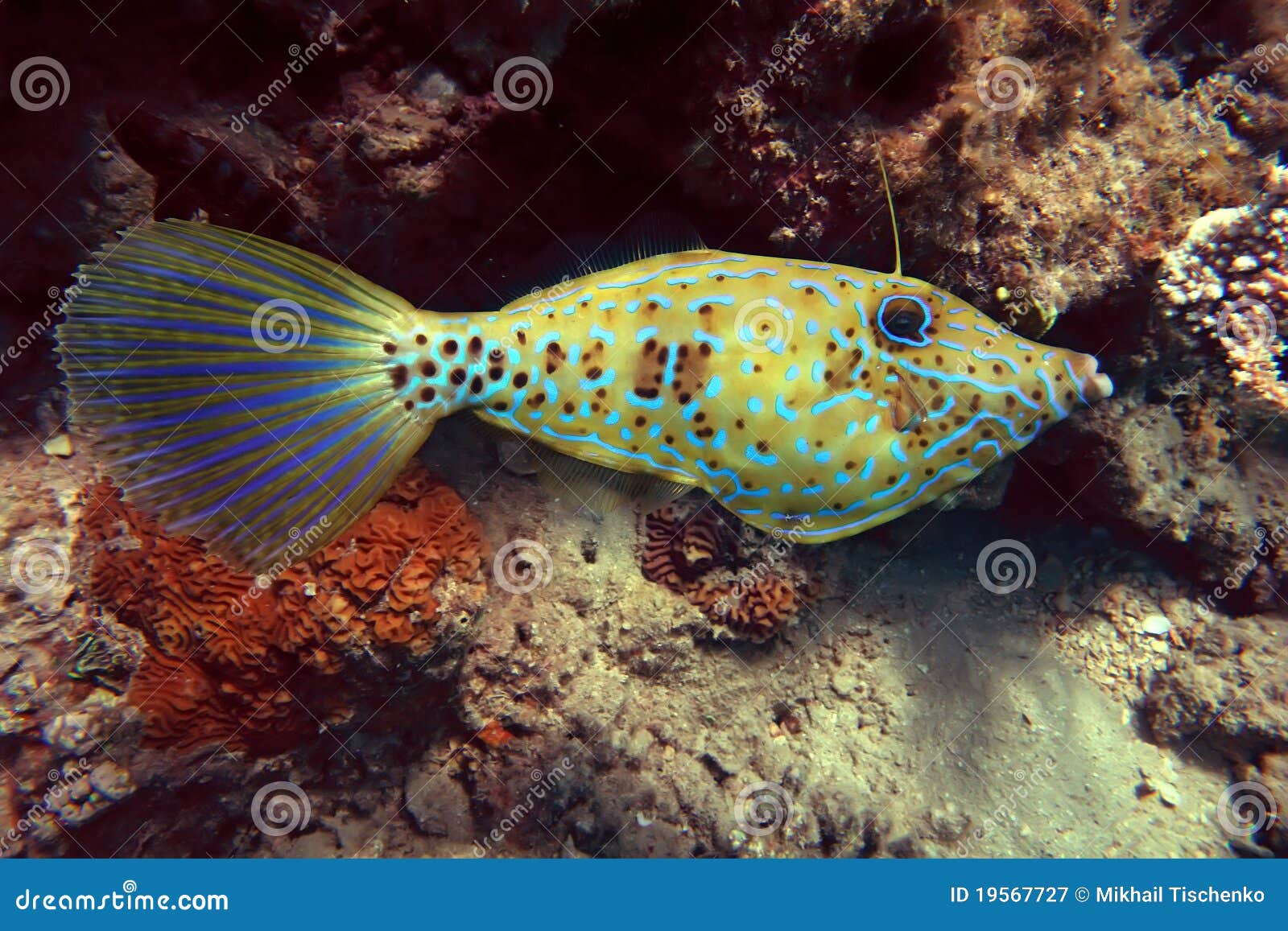 Scrawled filefish stock image. Image of filefish, blue - 19567727