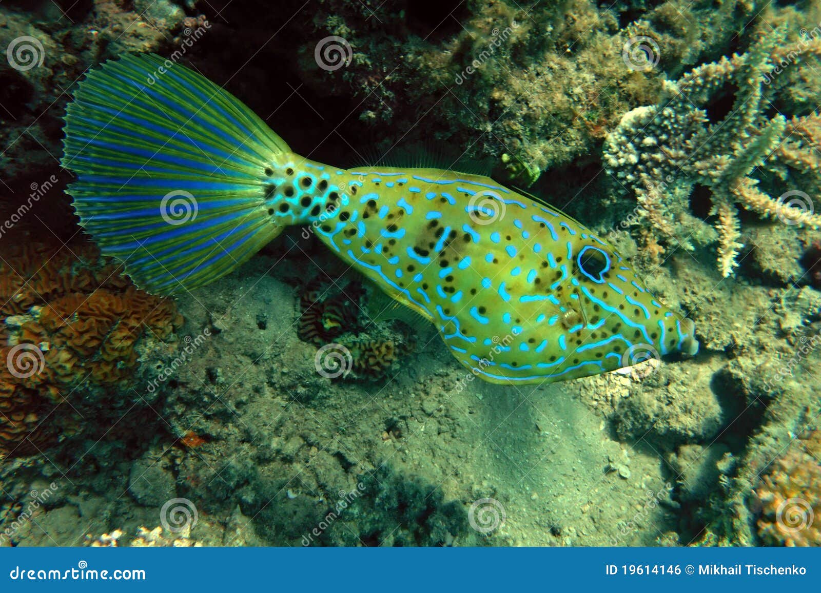 Scrawled filefish stock photo. Image of black, beautiful - 19614146