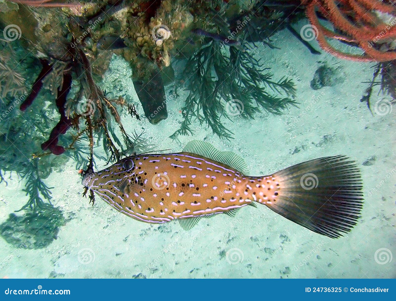 Scrawled filefish stock image. Image of pacific, atlantic - 24736325