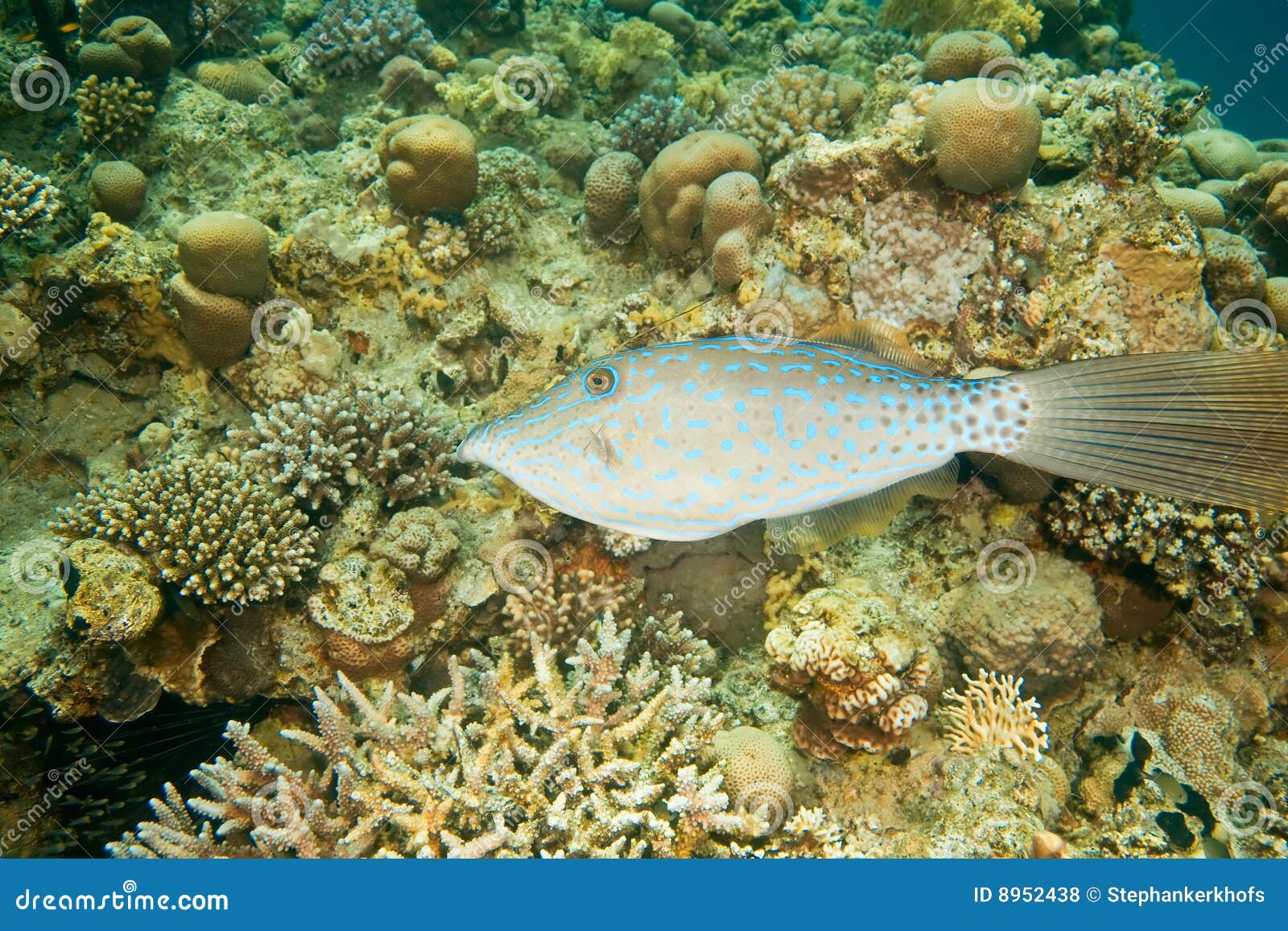 Scrawled filefish stock photo. Image of ocean, underwater - 8952438