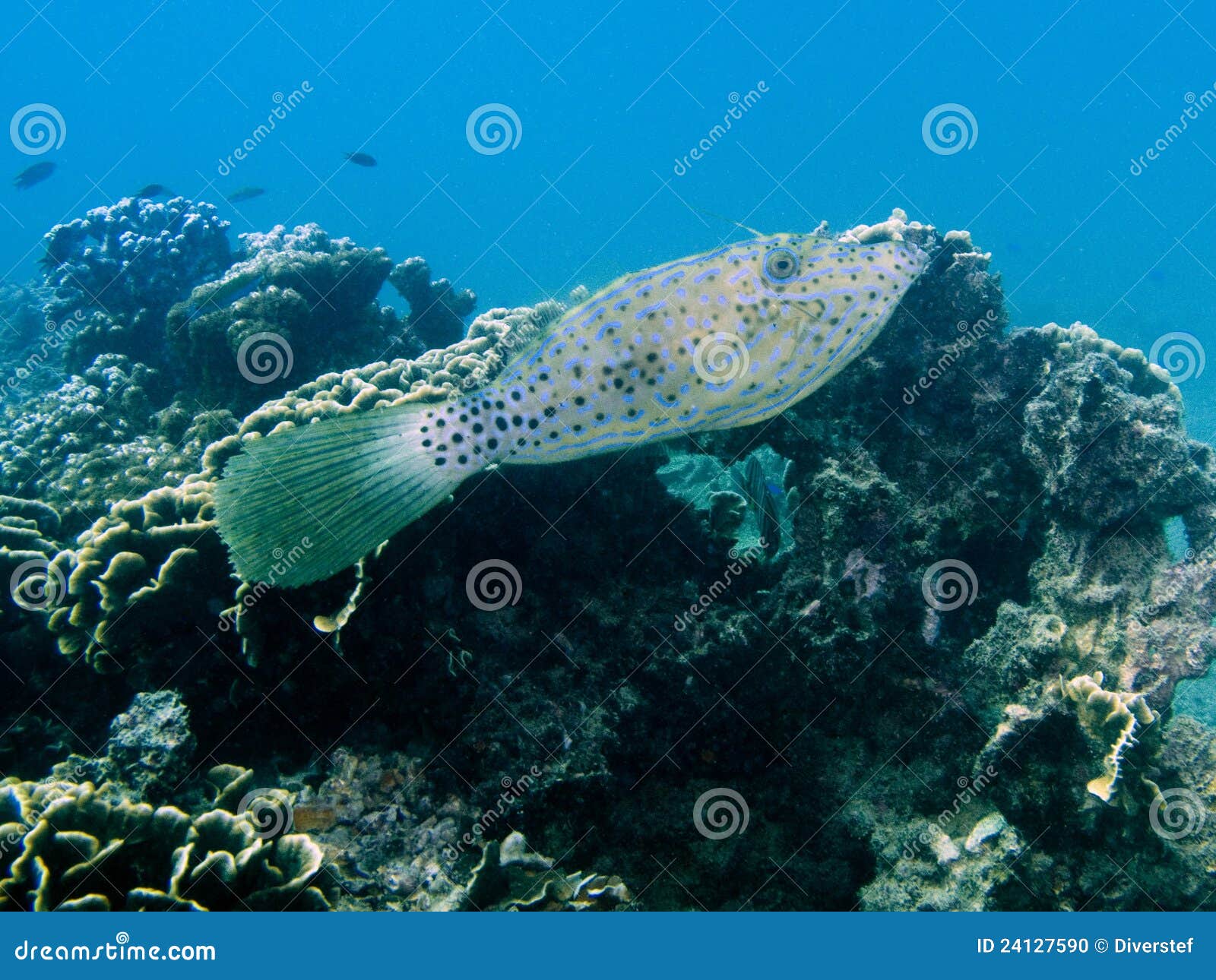 Scrawled Filefish - Aluterus Script Stock Photo - Image of seascape ...