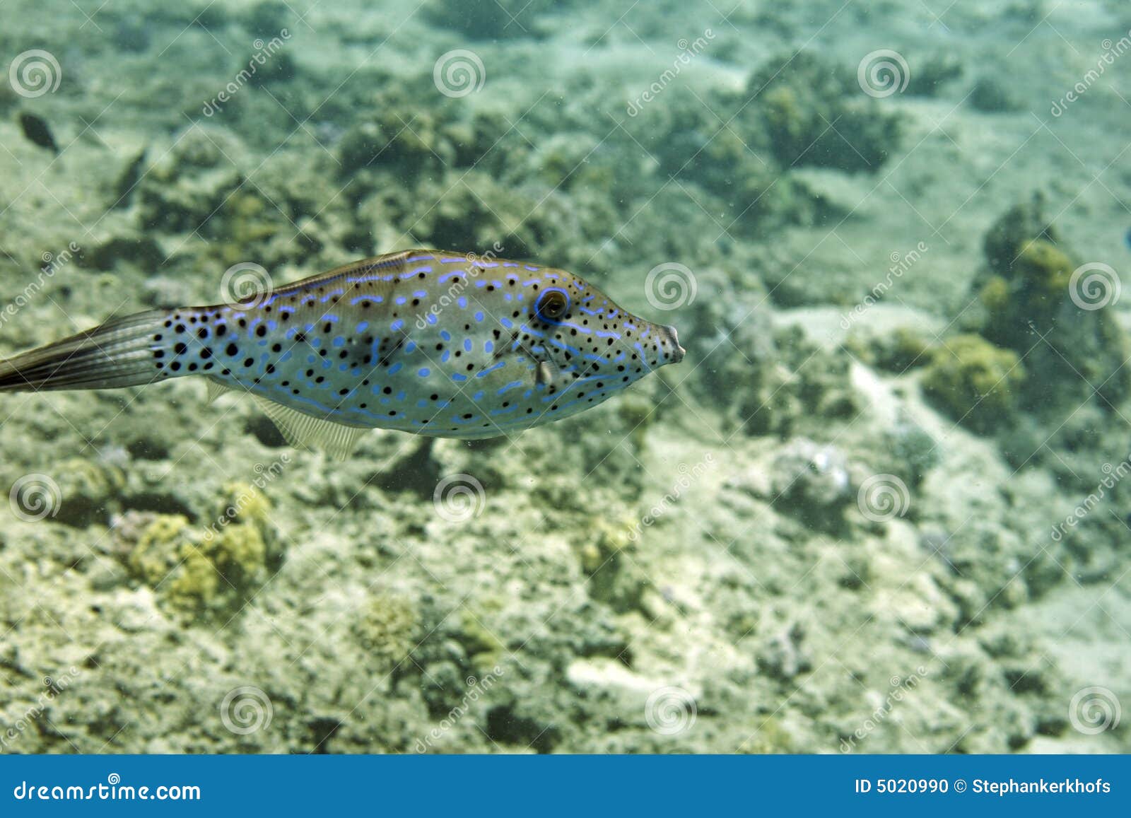 Scrawled Filefish (aluterus Scriptus) Stock Photo - Image of aquatic ...