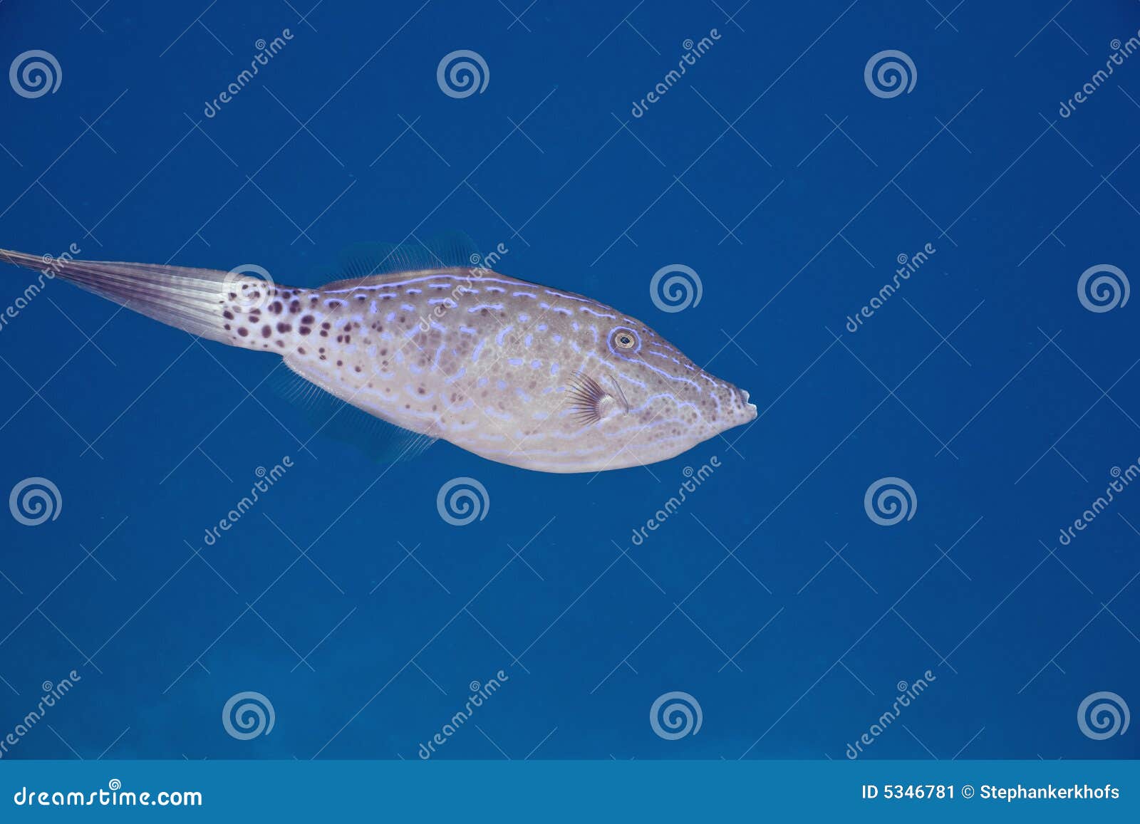 Scrawled Filefish (aluterus Scriptus) Stock Image - Image of bubbles ...