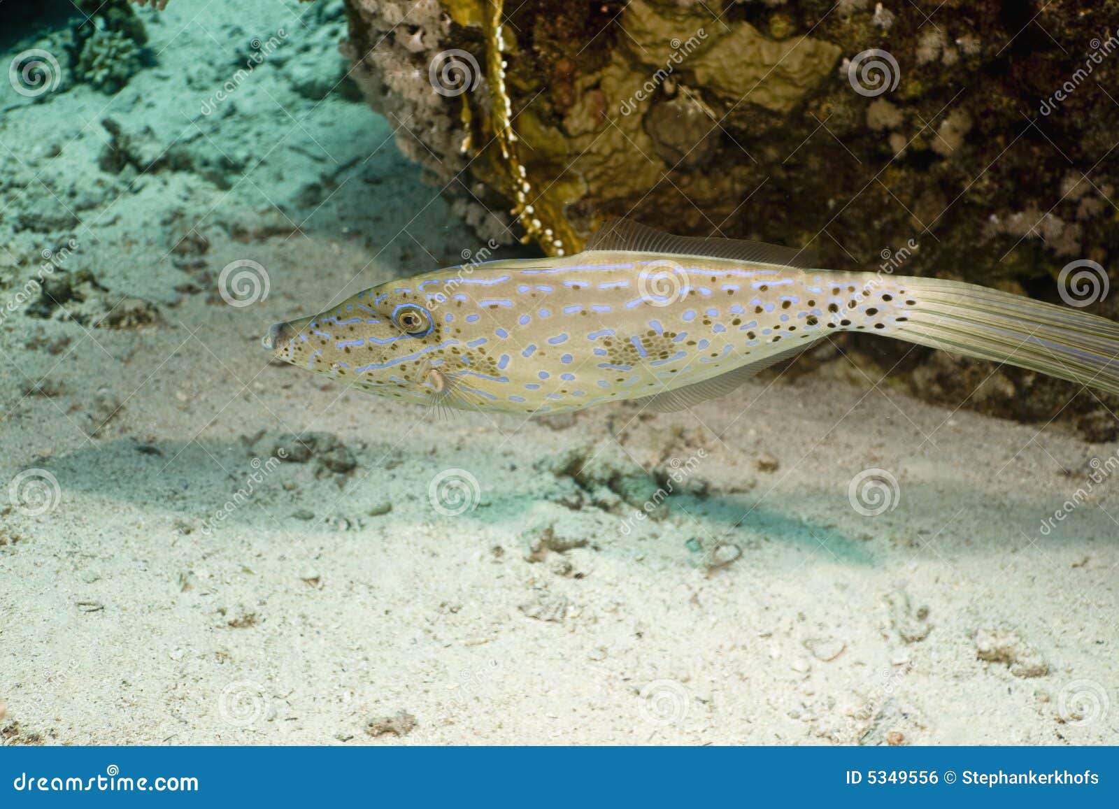 Scrawled Filefish (aluterus Scriptus) Stockfoto - Bild von marinesoldat ...