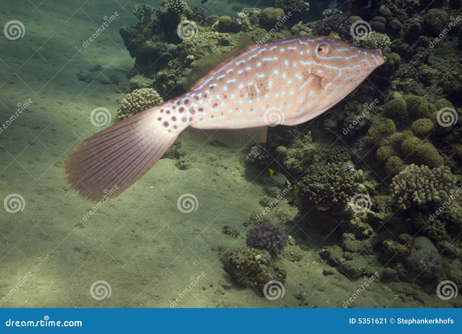 Scrawled Filefish (aluterus Scriptus) Stock Image - Image of colorful ...