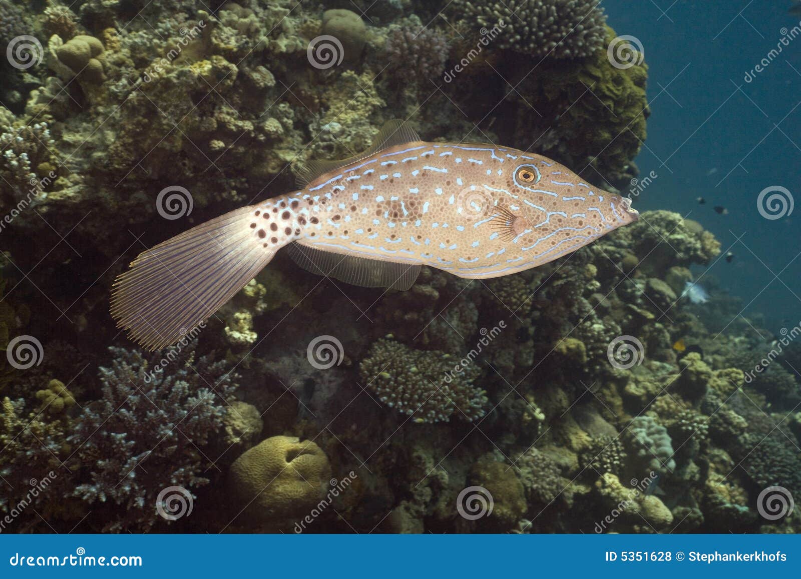 Scrawled Filefish (aluterus Scriptus) Stock Photo - Image of marine ...