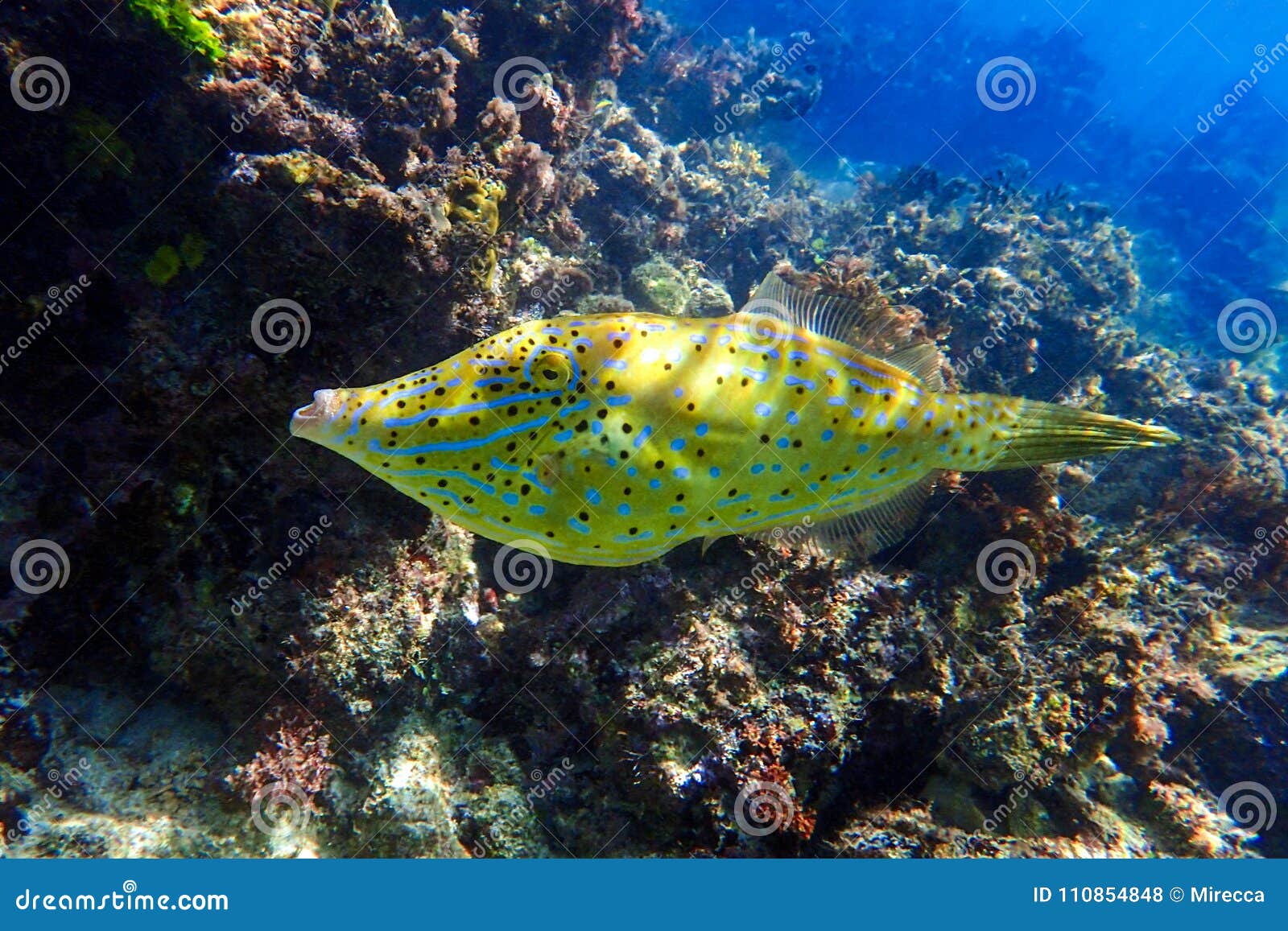 Scrawled Filefish - Aluterus Scriptus Big Green Fish with Light-blue ...