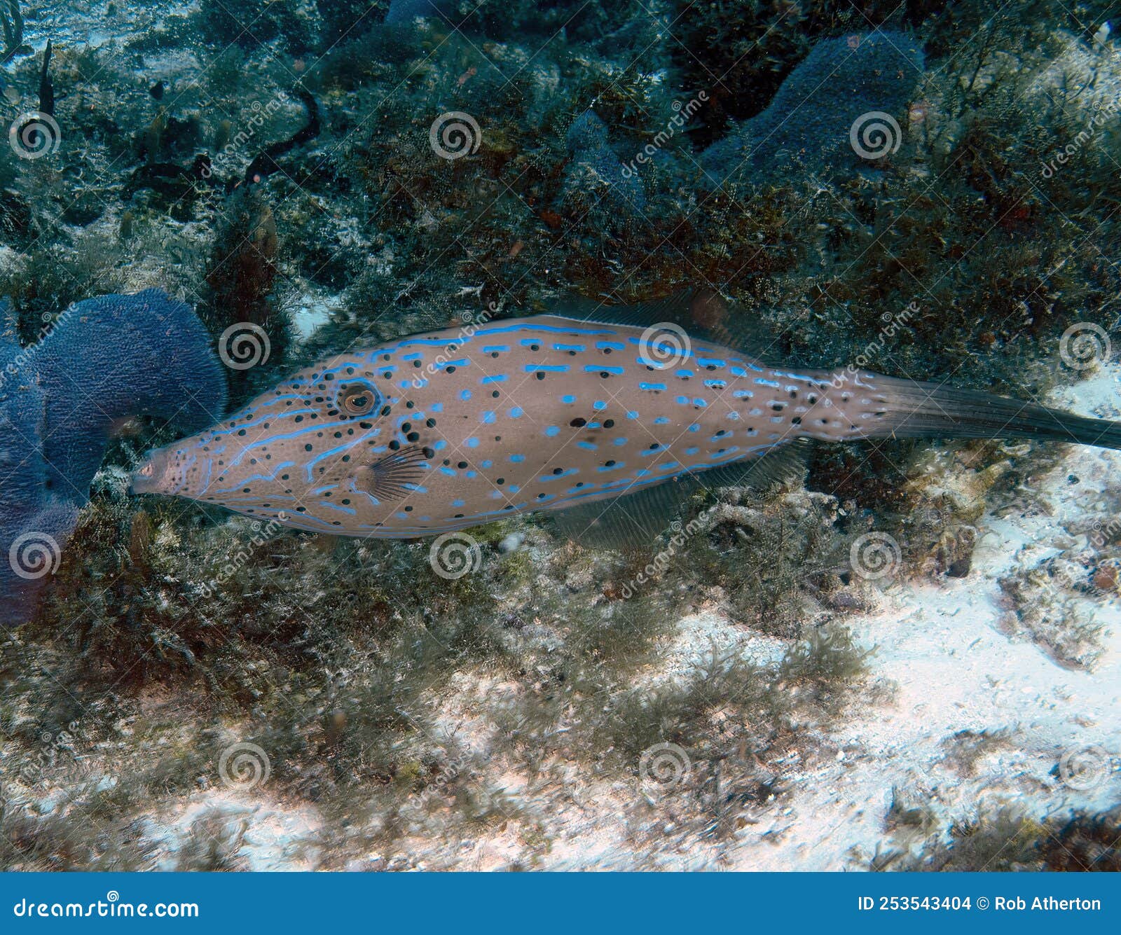 A Scrawled Filefish (Aluterus Scriptus) in Cozumel Stock Photo - Image ...