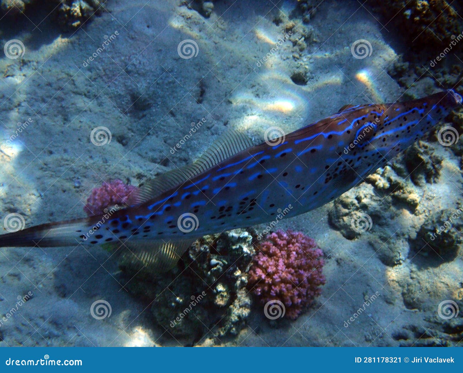 Scrawled Filefish (Aluterus Scriptus) Fish Stock Image - Image of reef ...