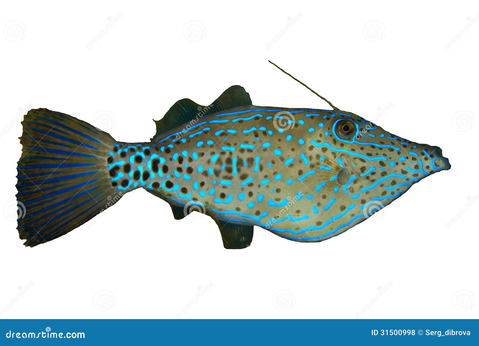 115 Scrawled Filefish Stock Photos - Free & Royalty-Free Stock Photos ...