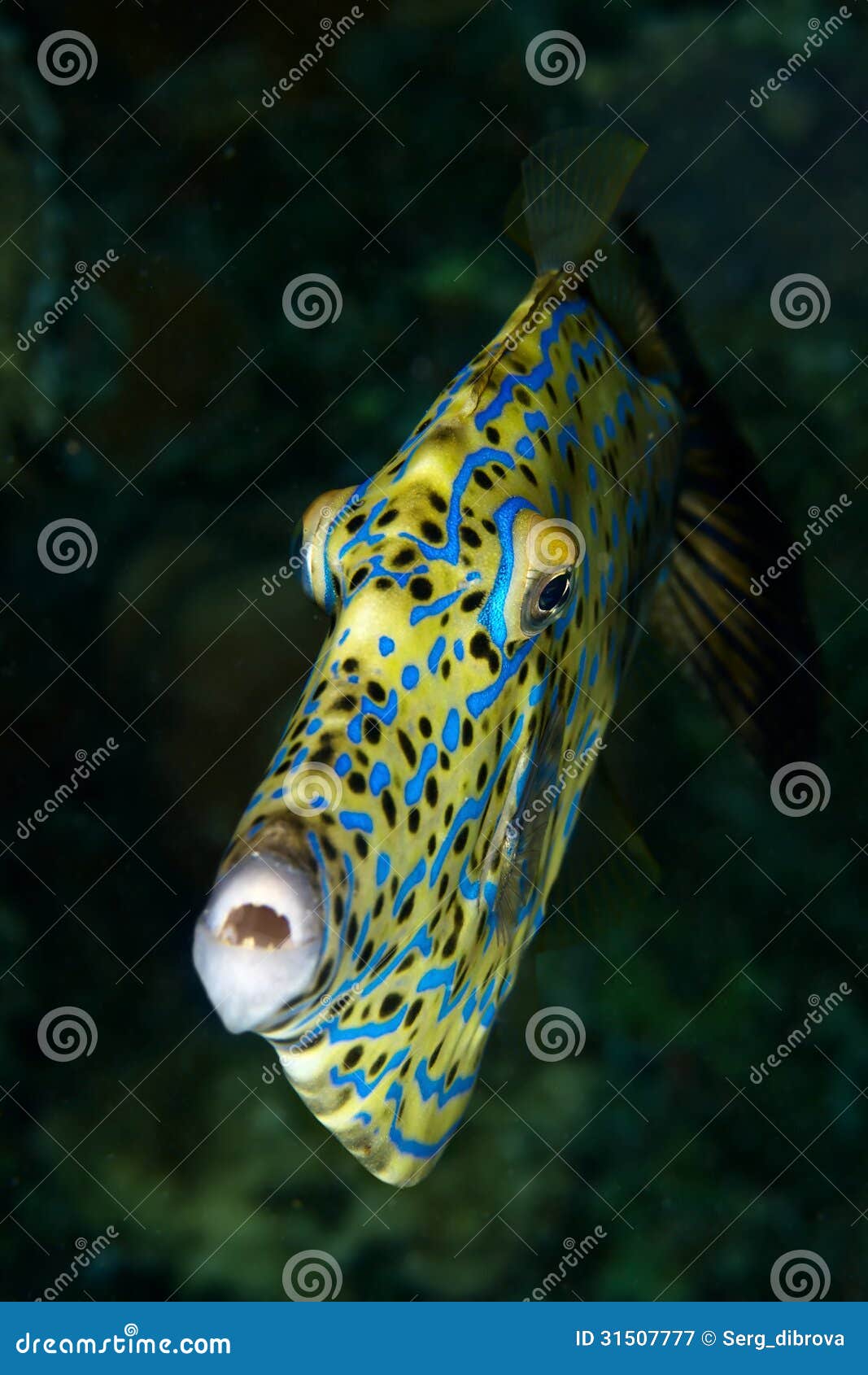 Scrawled filefish stock image. Image of underwater, tropical - 31507777