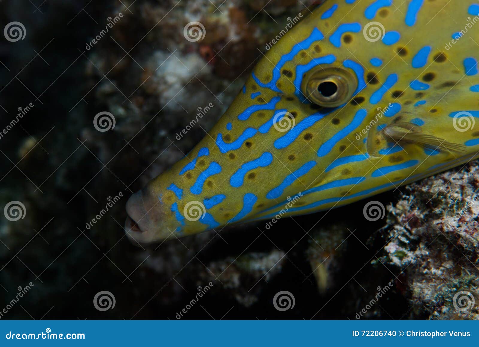 A Scrawled Filefish (Aluterus Scriptus) Stock Photo - Image of reef ...