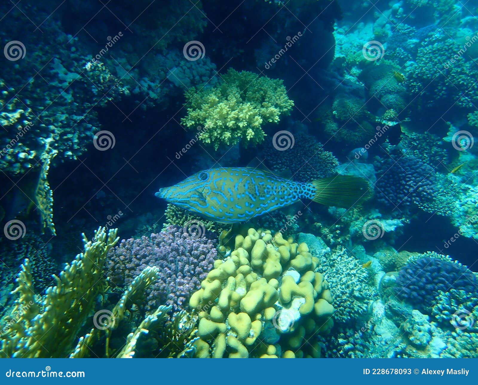 Scrawled Filefish, Broomtail Filefish or Scribbled Leatherjacket ...