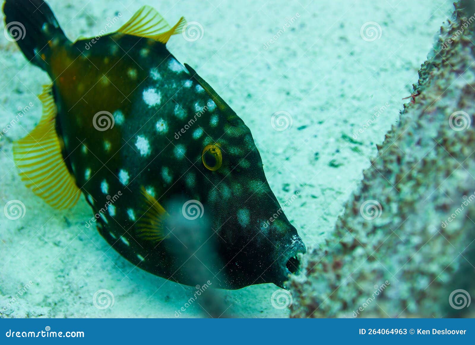 Scrawled Filefish or Broomtail Filefish or Scribbled Leatherjacket a ...