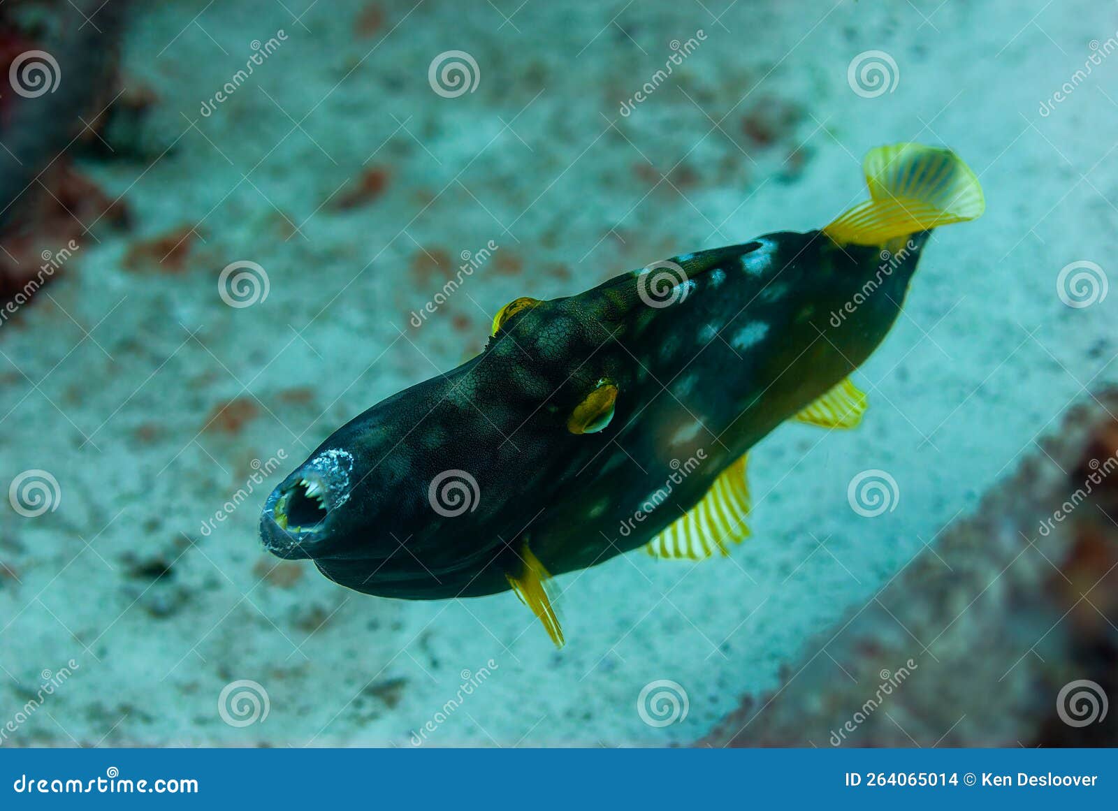 Scrawled Filefish or Broomtail Filefish or Scribbled Leatherjacket a ...