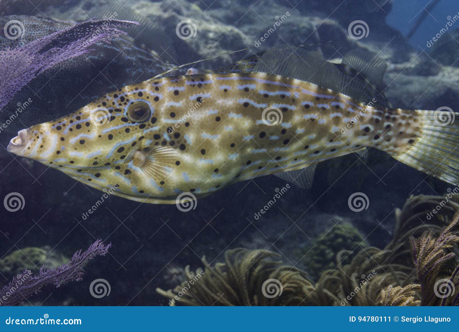 Scrawled Filefish stock image. Image of scrawled, filefish - 94780111