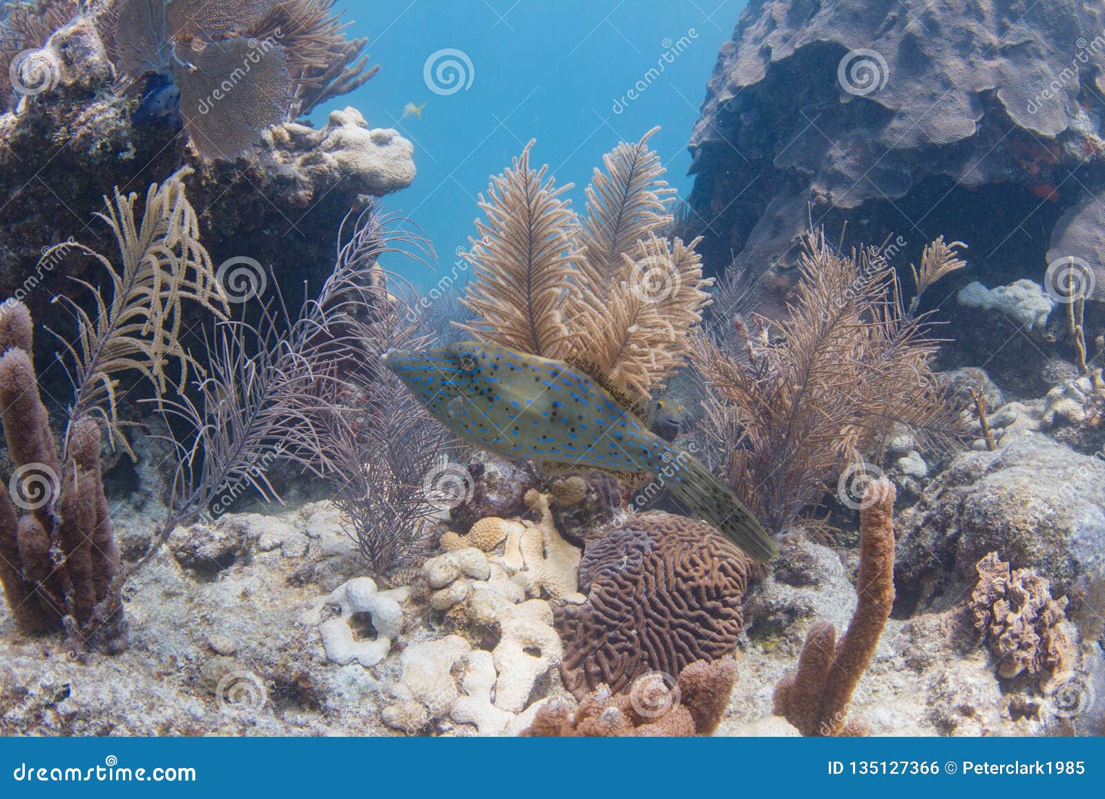 Scrawled Filefish in Florida Keys Stock Photo - Image of aluterus ...