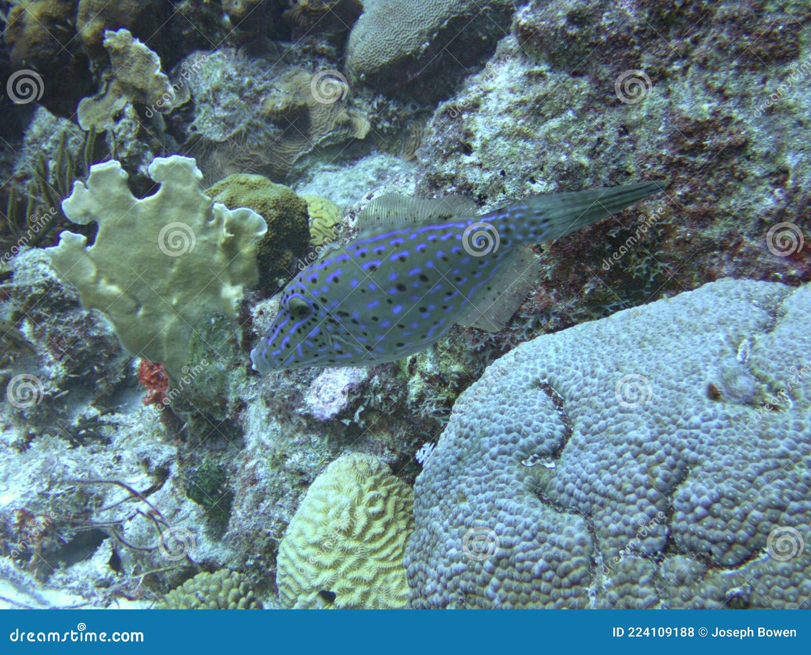 Scrawled Filefish stock photo. Image of saltwater, coral - 224109188