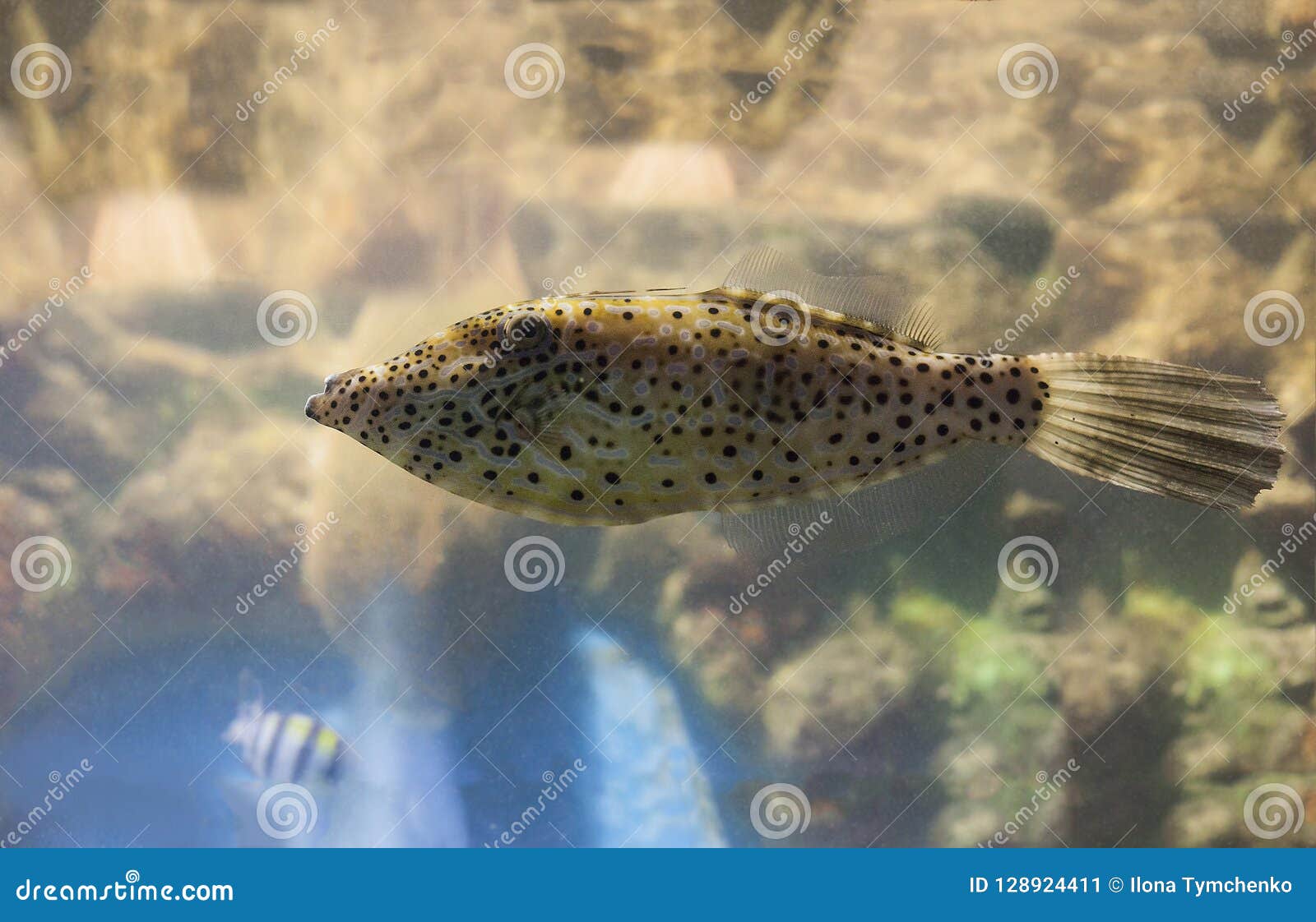 Scrawled Leatherjacket Filefish Aluterus Scriptus Fish Stock Image ...