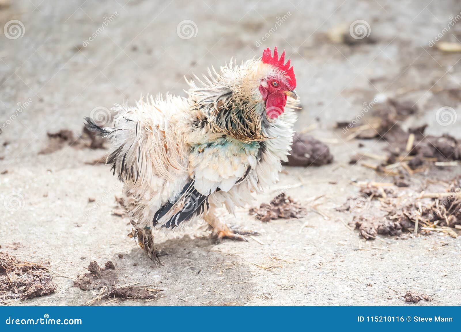 Scrawny little chicken stock photo. Image of feathered - 115210116