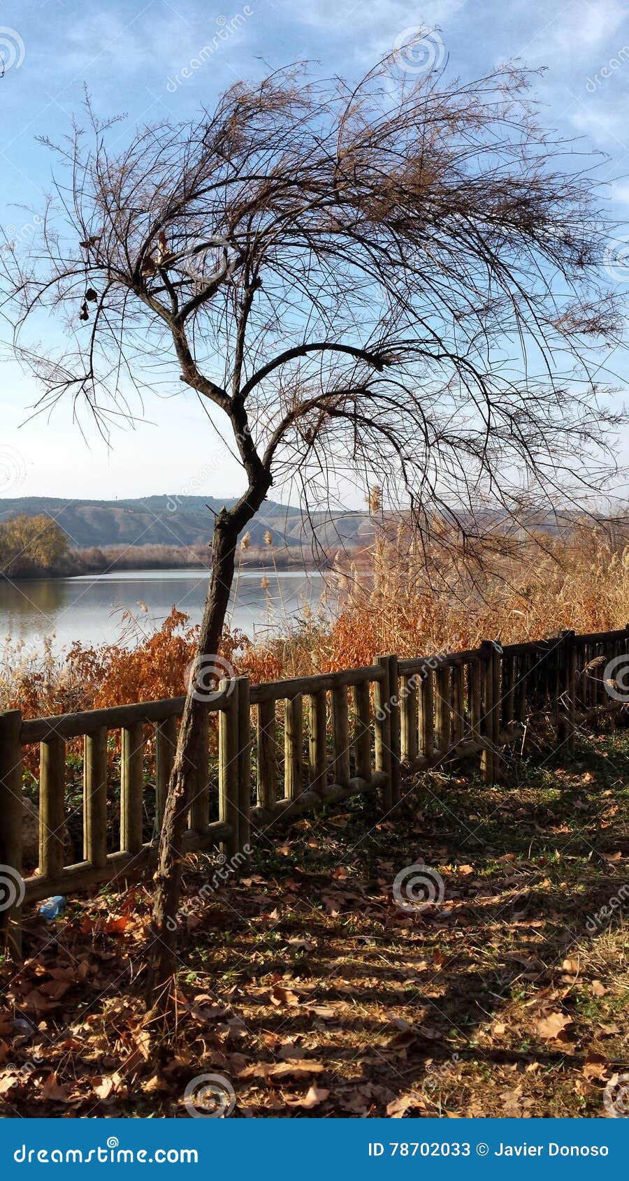 Scrawny tree by the lake stock image. Image of lonely - 78702033
