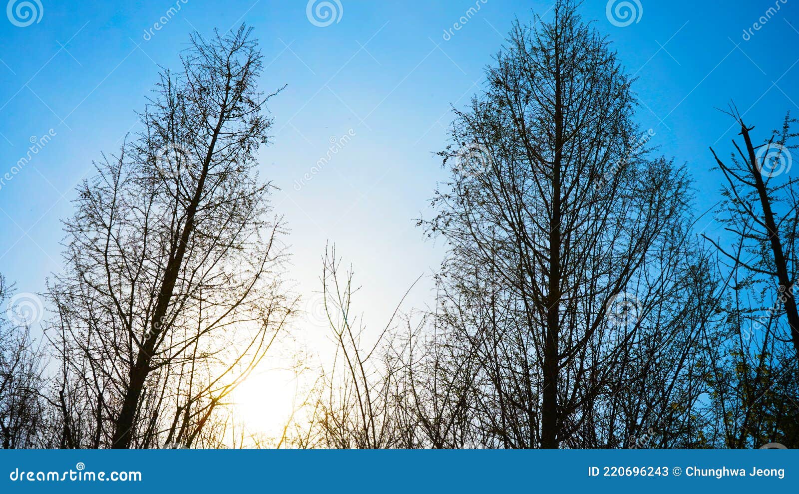 The Scrawny Trees in the Park in the Afternoon. Stock Image - Image of ...