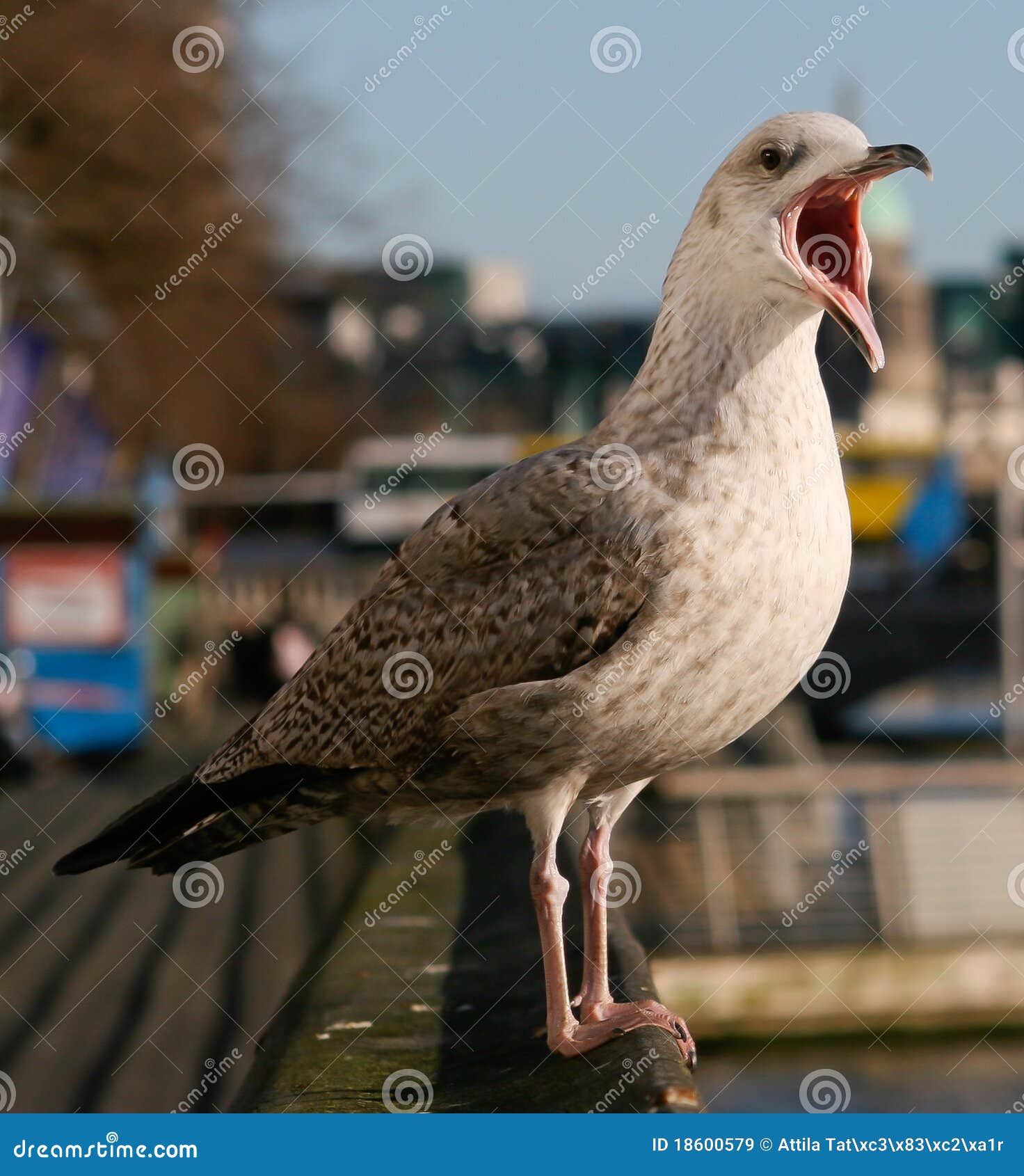 Scream stock image. Image of irish, bird, seagull, open - 18600579