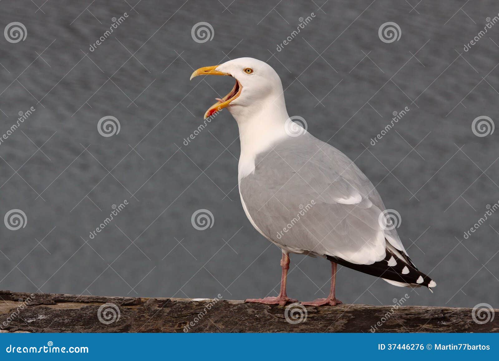 Scream stock photo. Image of talk, wild, seagull, scotland - 37446276