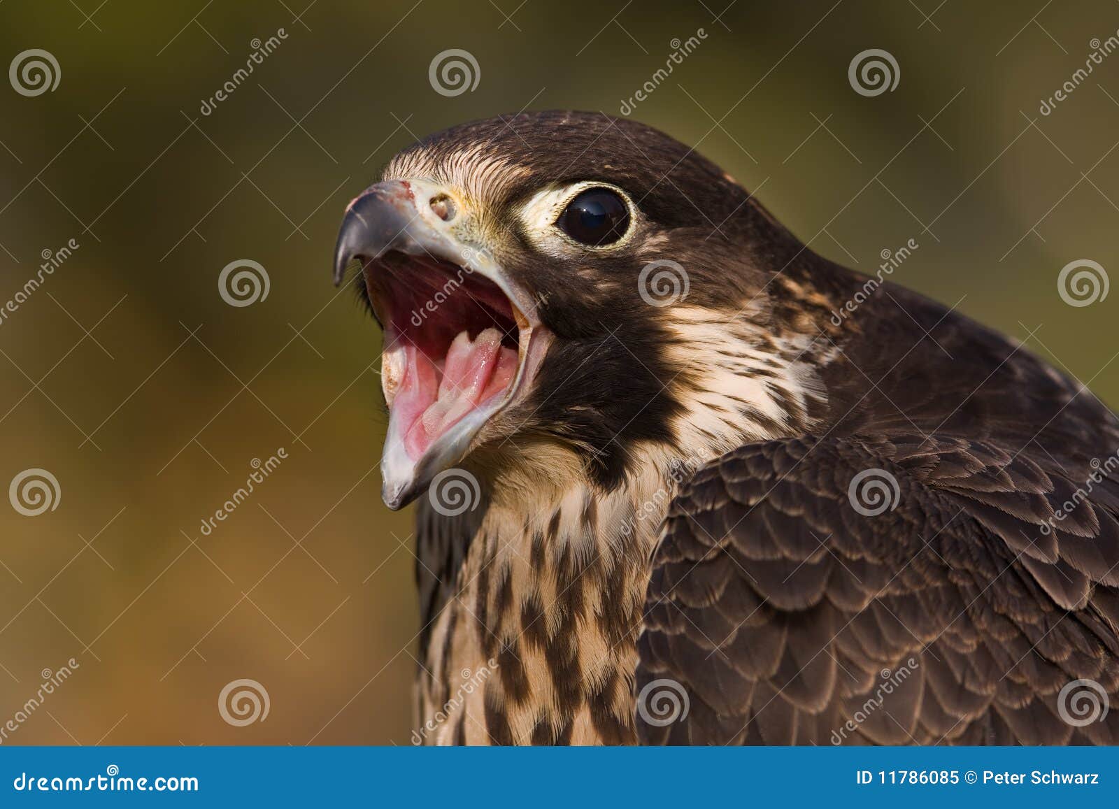 Scream falcon stock image. Image of buzzard, brown, mouth - 11786085