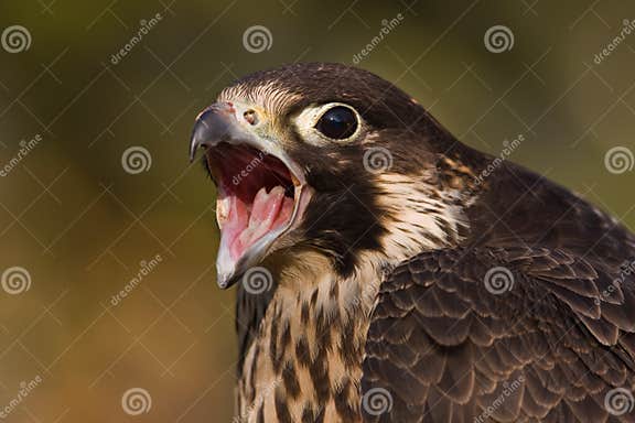 Scream falcon stock image. Image of buzzard, brown, mouth - 11786085