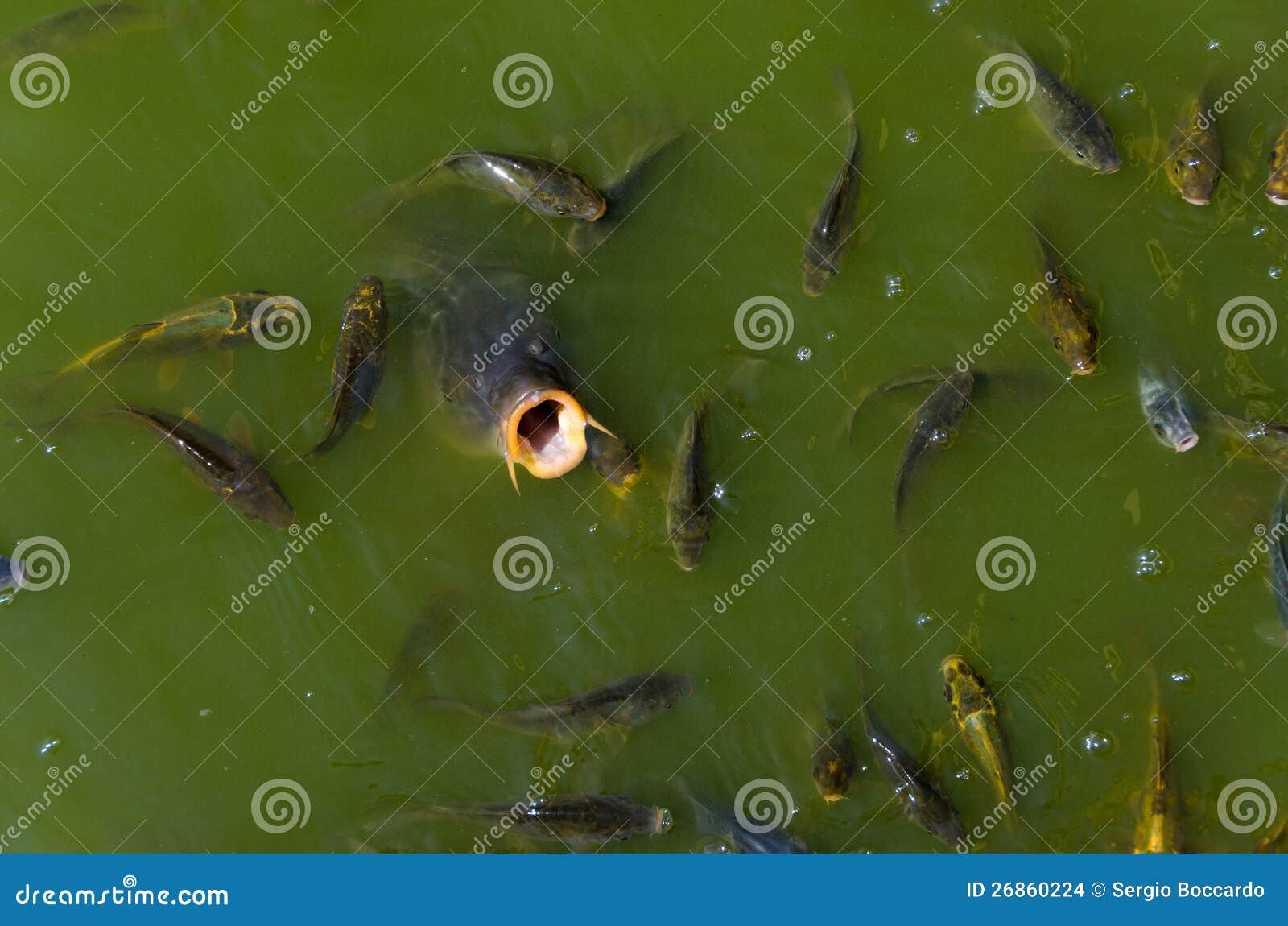Scream of fish stock photo. Image of yell, fish, mouth - 26860224