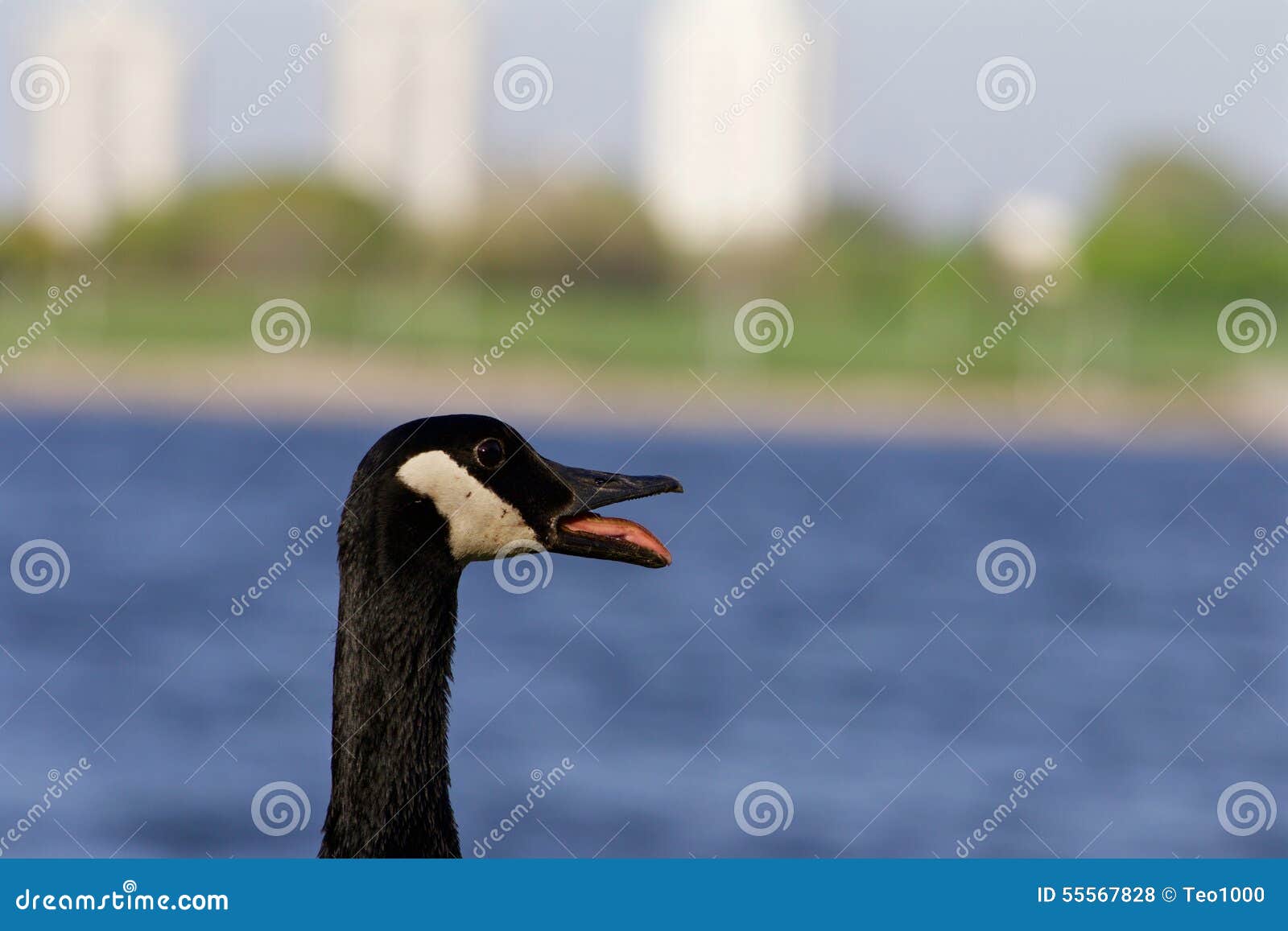 Scream of a goose stock photo. Image of portrait, black - 55567828