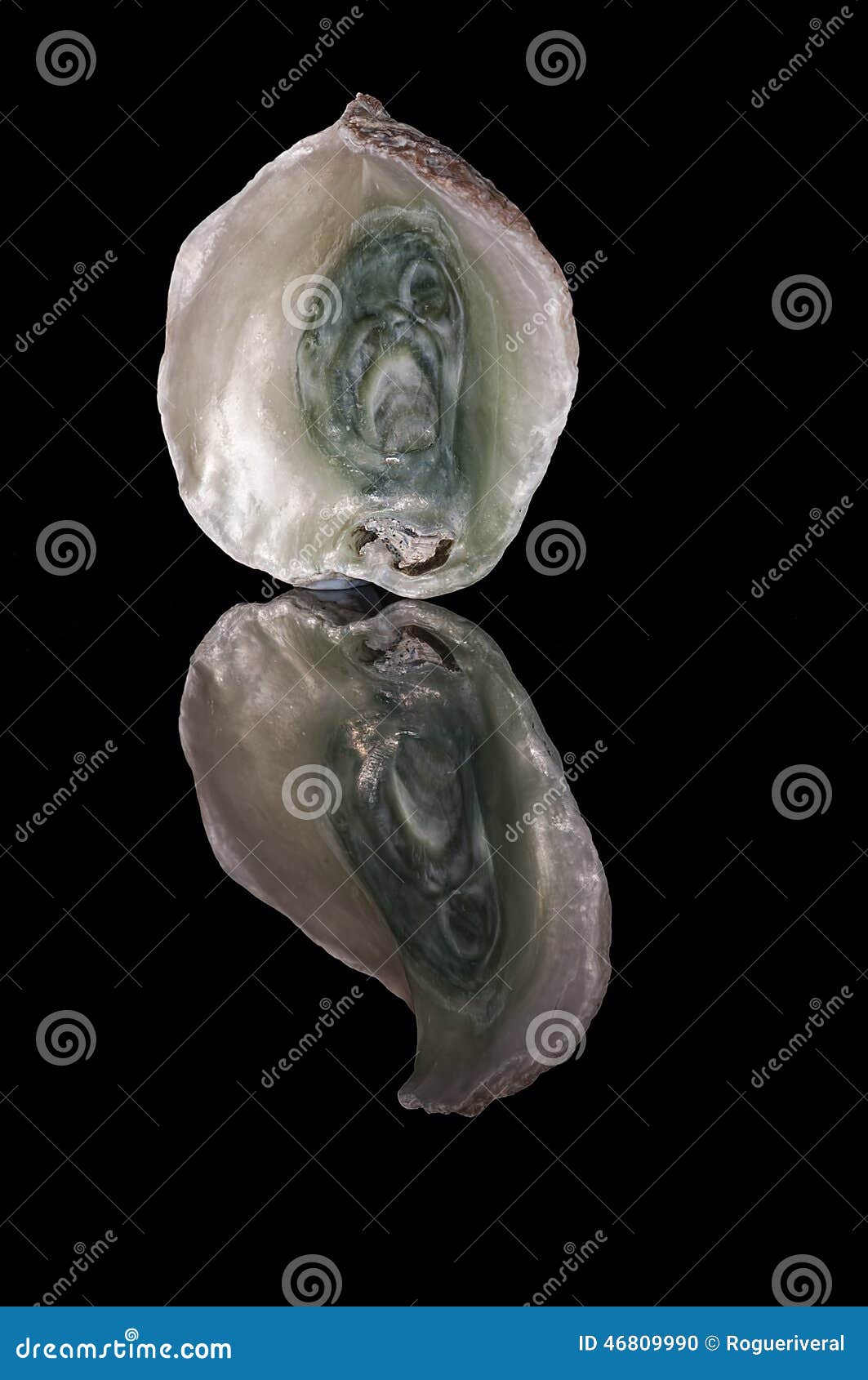 Scream of the sea stock photo. Image of reflection, nightmare - 46809990