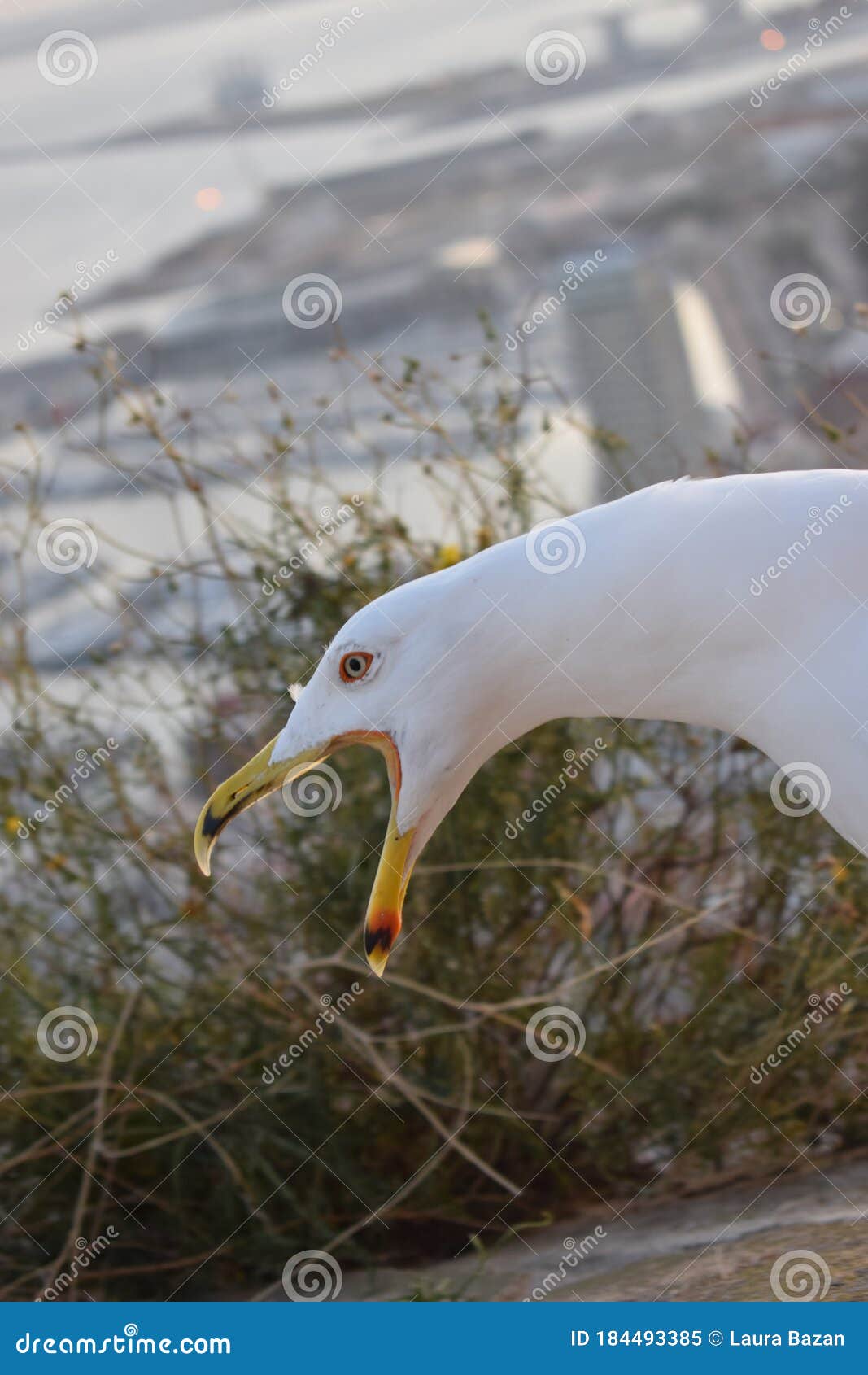 The scream of a Seagull stock image. Image of alicante - 184493385