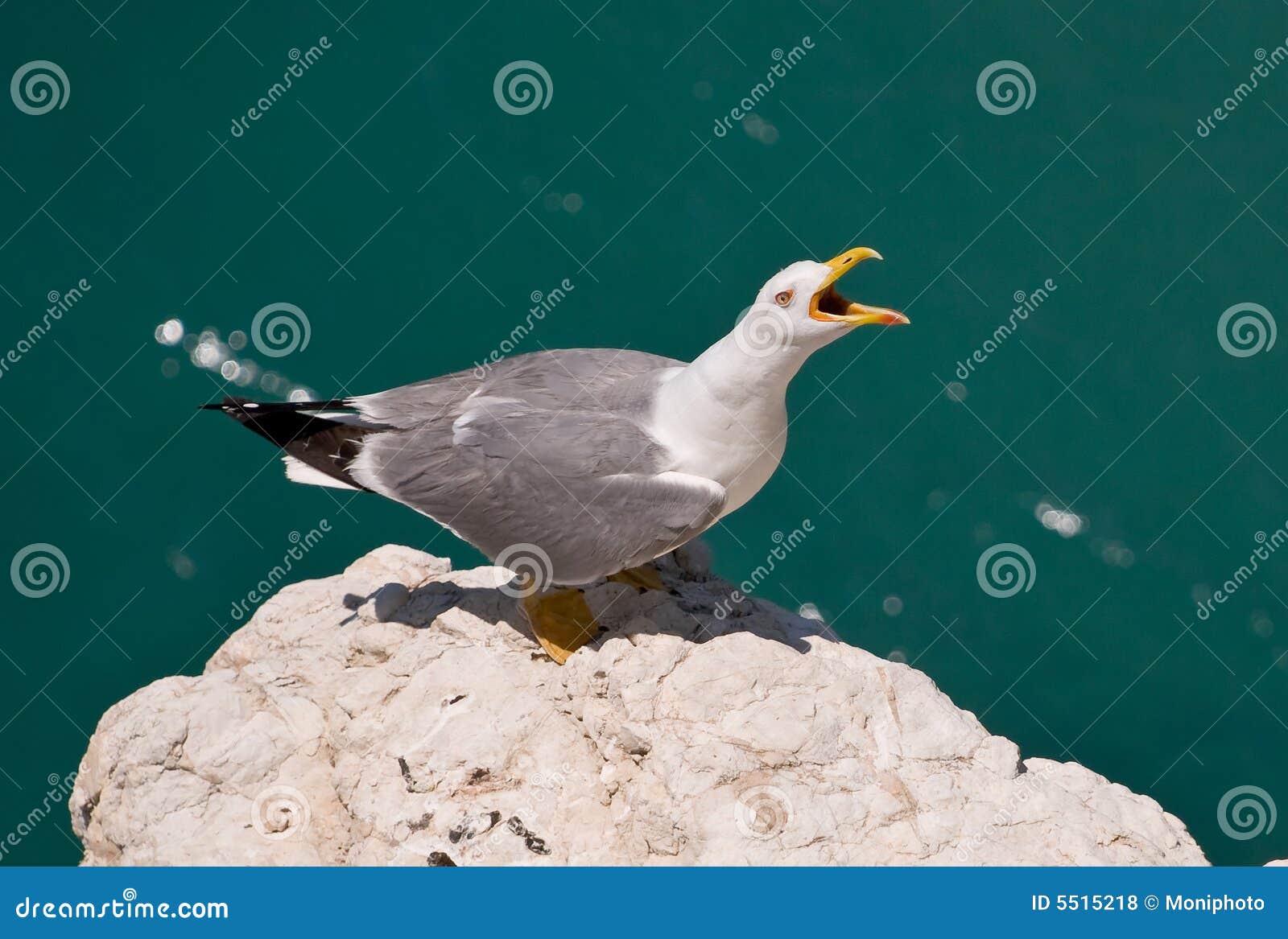 Scream of Seagull. Close Up Stock Photo - Image of bird, feather: 5515218