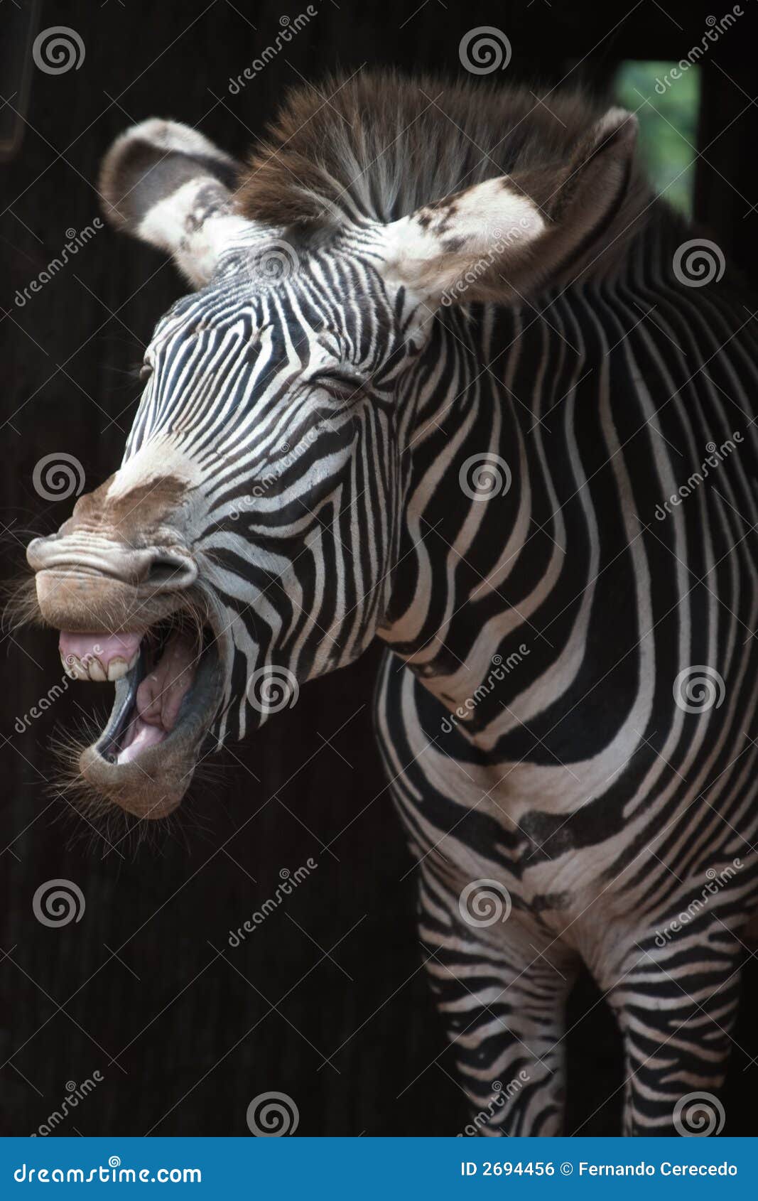 The scream of a zebra stock photo. Image of wild, yawning - 2694456