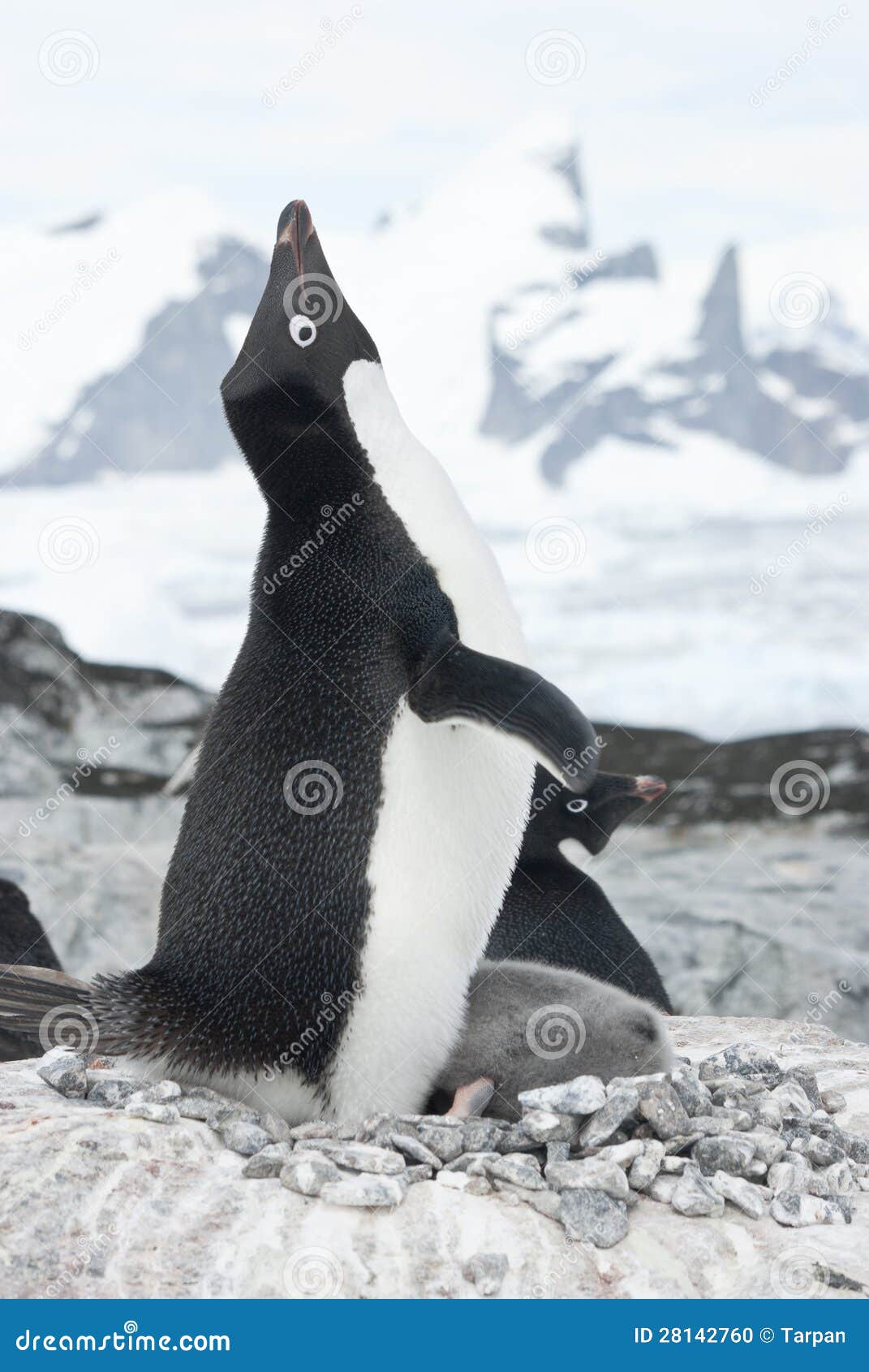 Screaming Adelie Penguin in the Nest. Stock Photo - Image of antarctica ...