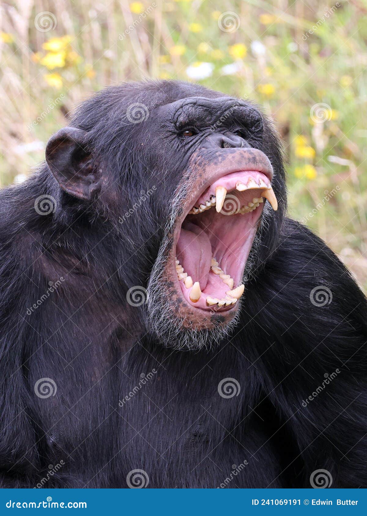 Screaming, Aggressive Wild Chimpanzee Primate Stock Image - Image of ...